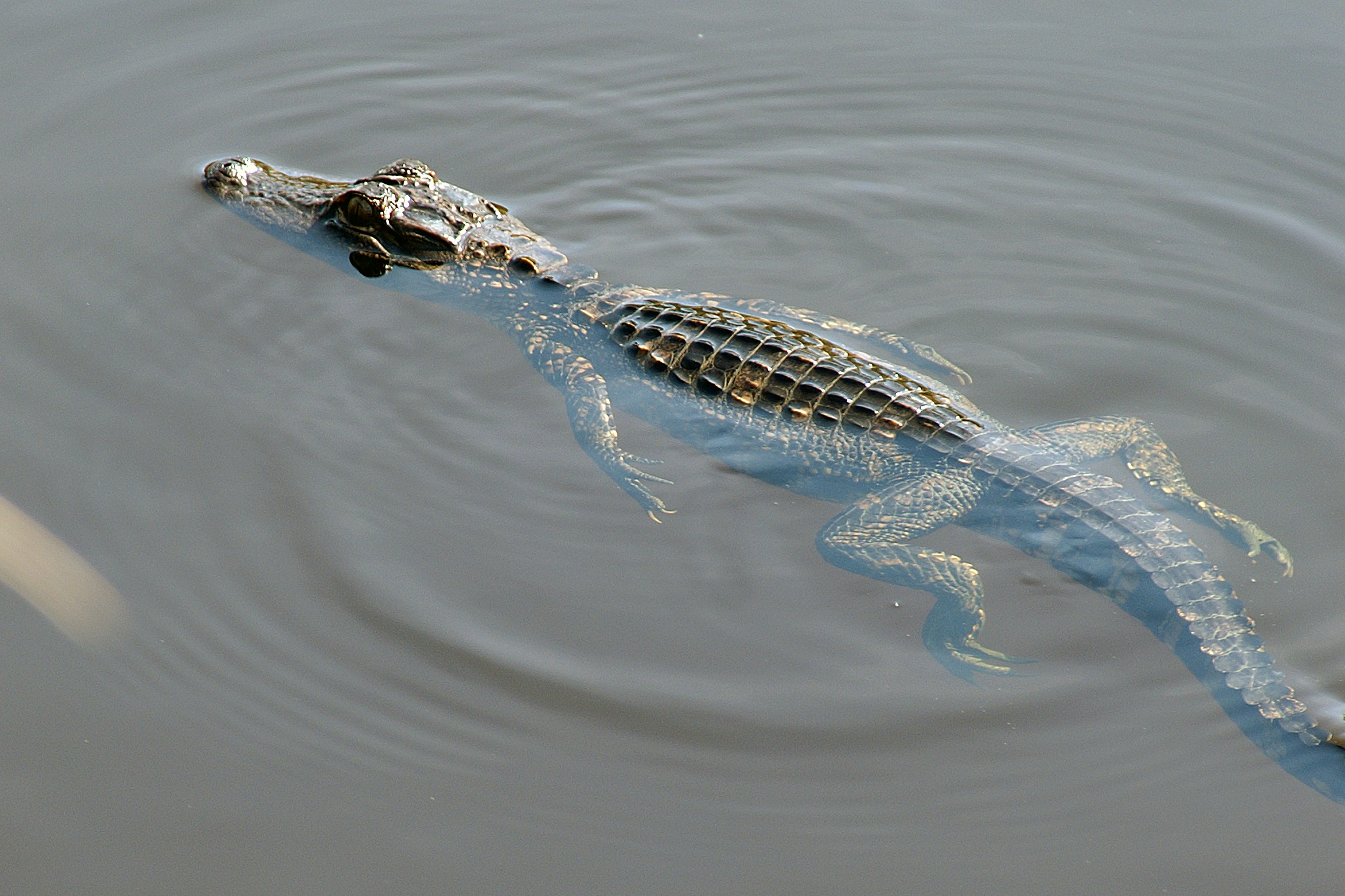 A baby alligator enjoying the water at the Black Point Wildlife Refuge, Florida.