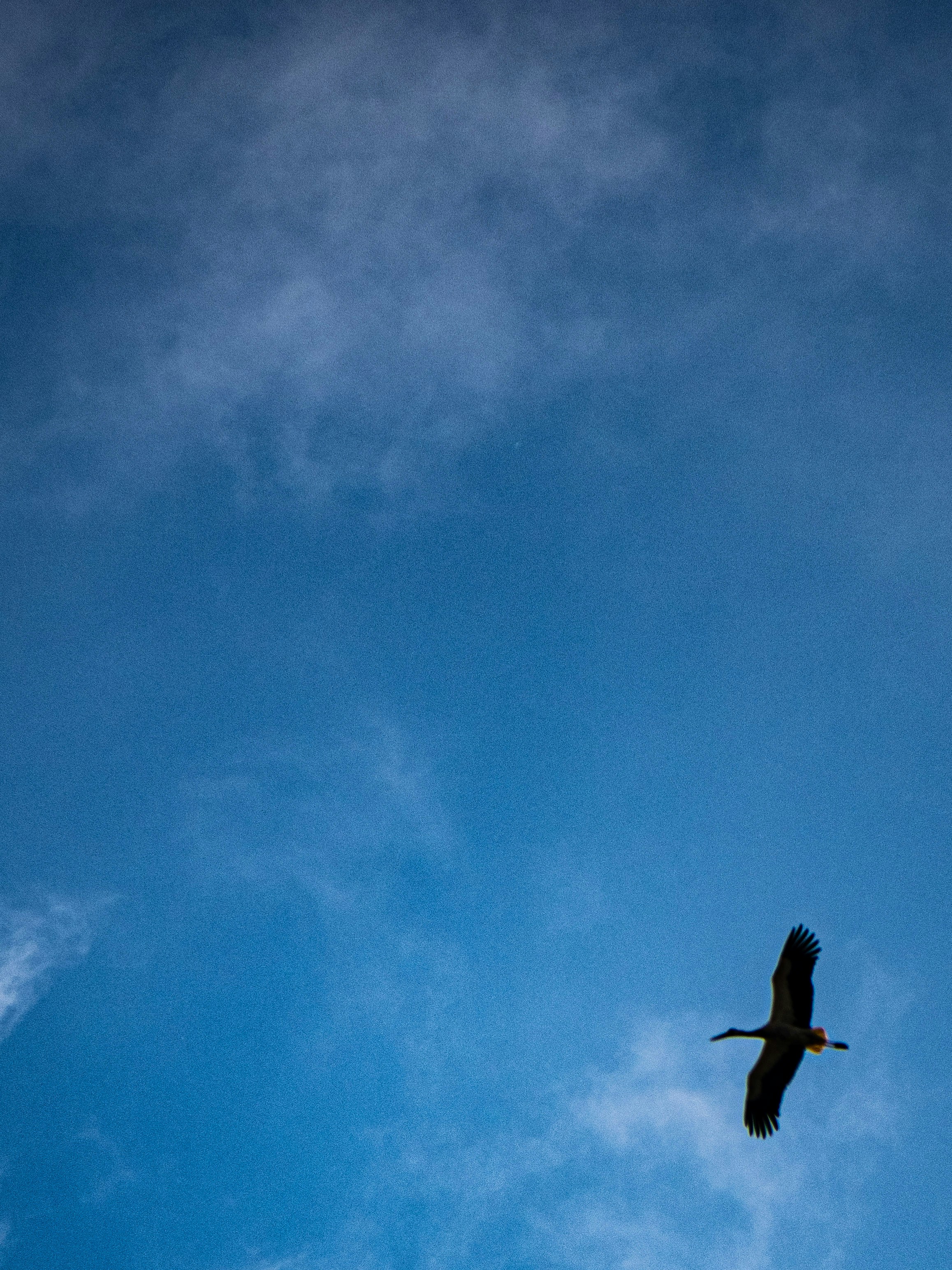 A solitary crane gliding through a vast blue sky, framed by wispy clouds. Its wings are outstretched, showcasing elegance in motion.