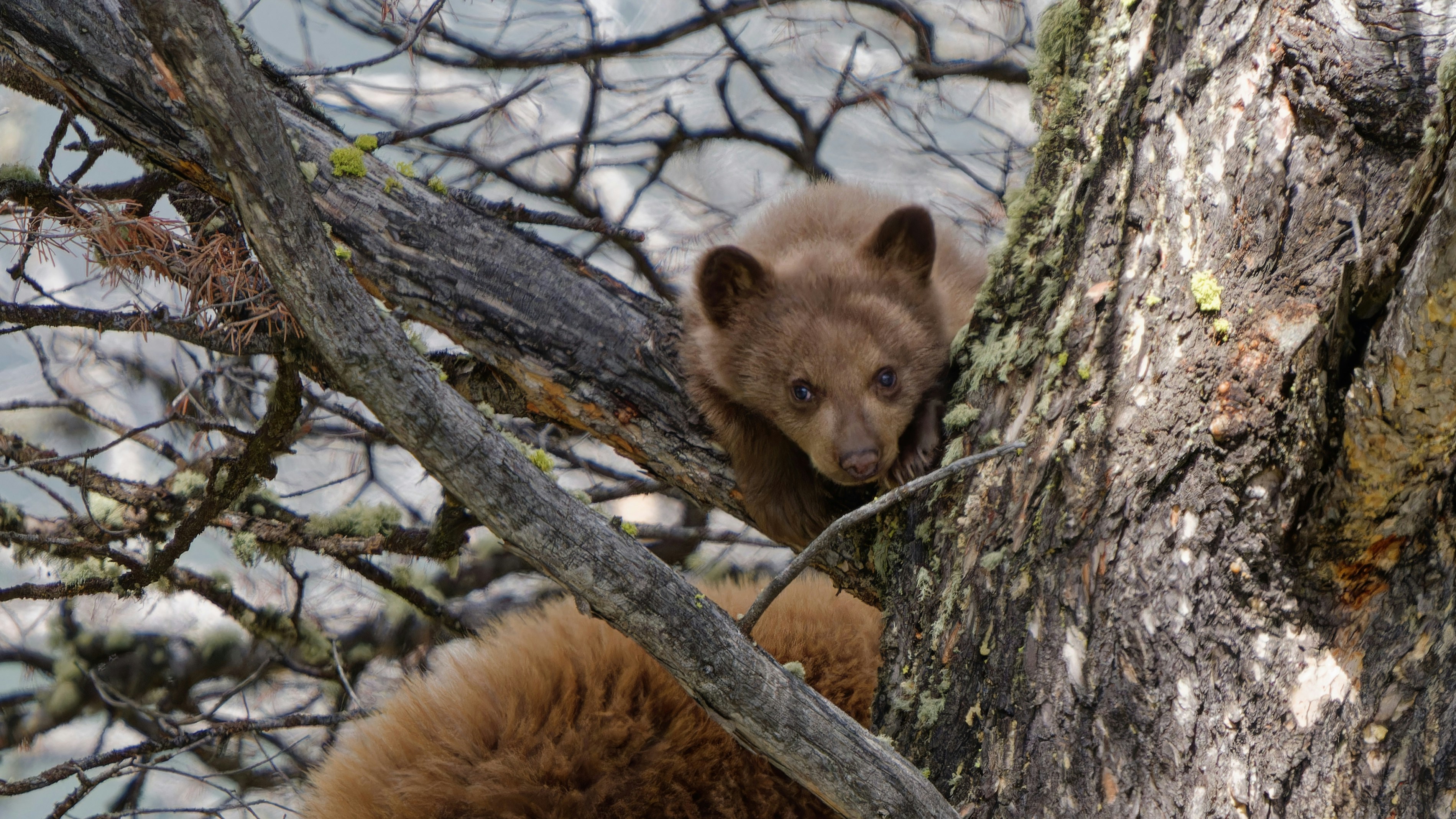 Inquisitive Brown Bear Cub Peering Through Winter Branches