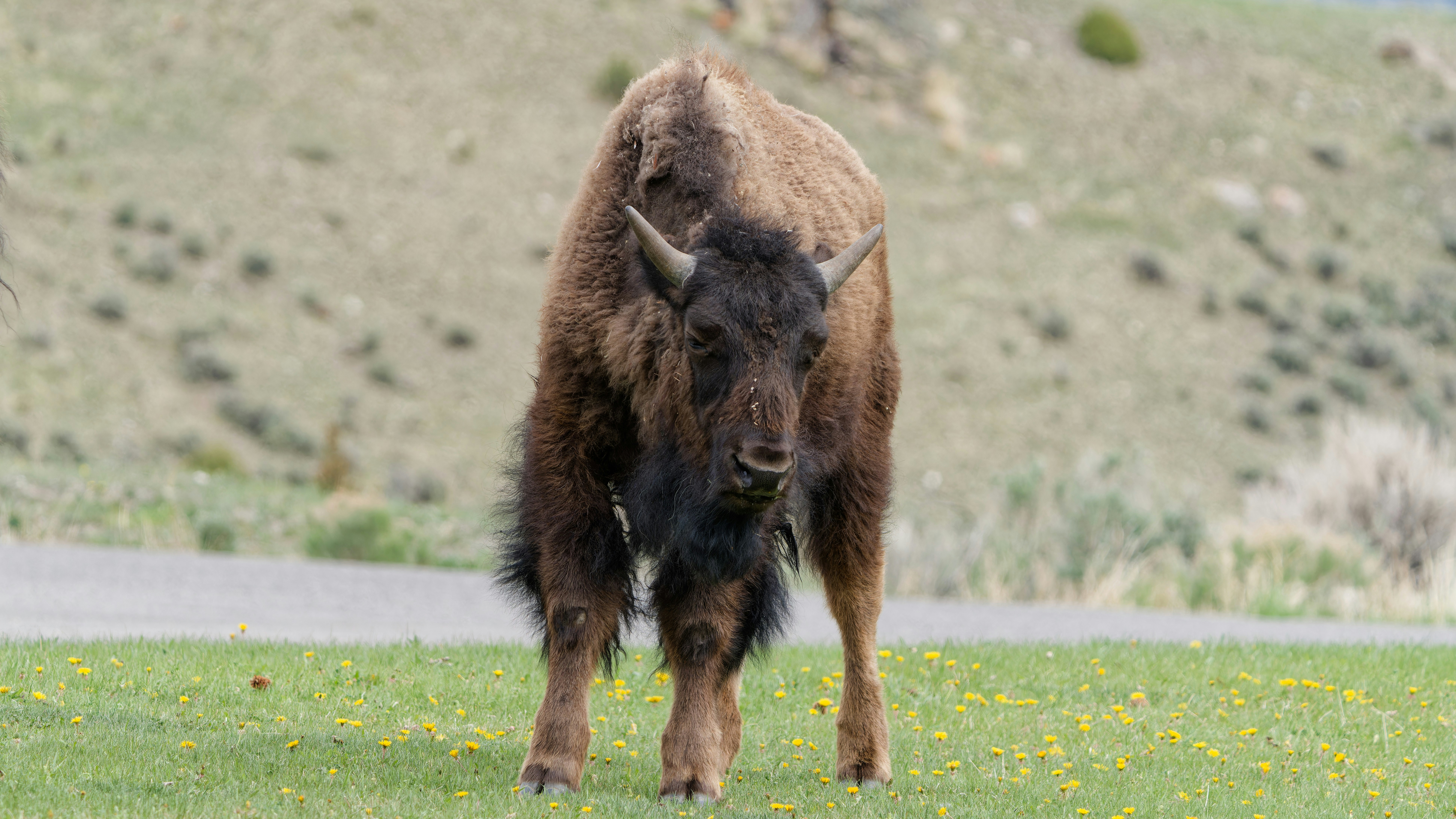 Dust and Dusk: The Bison Standing Sentinel on the Open Road