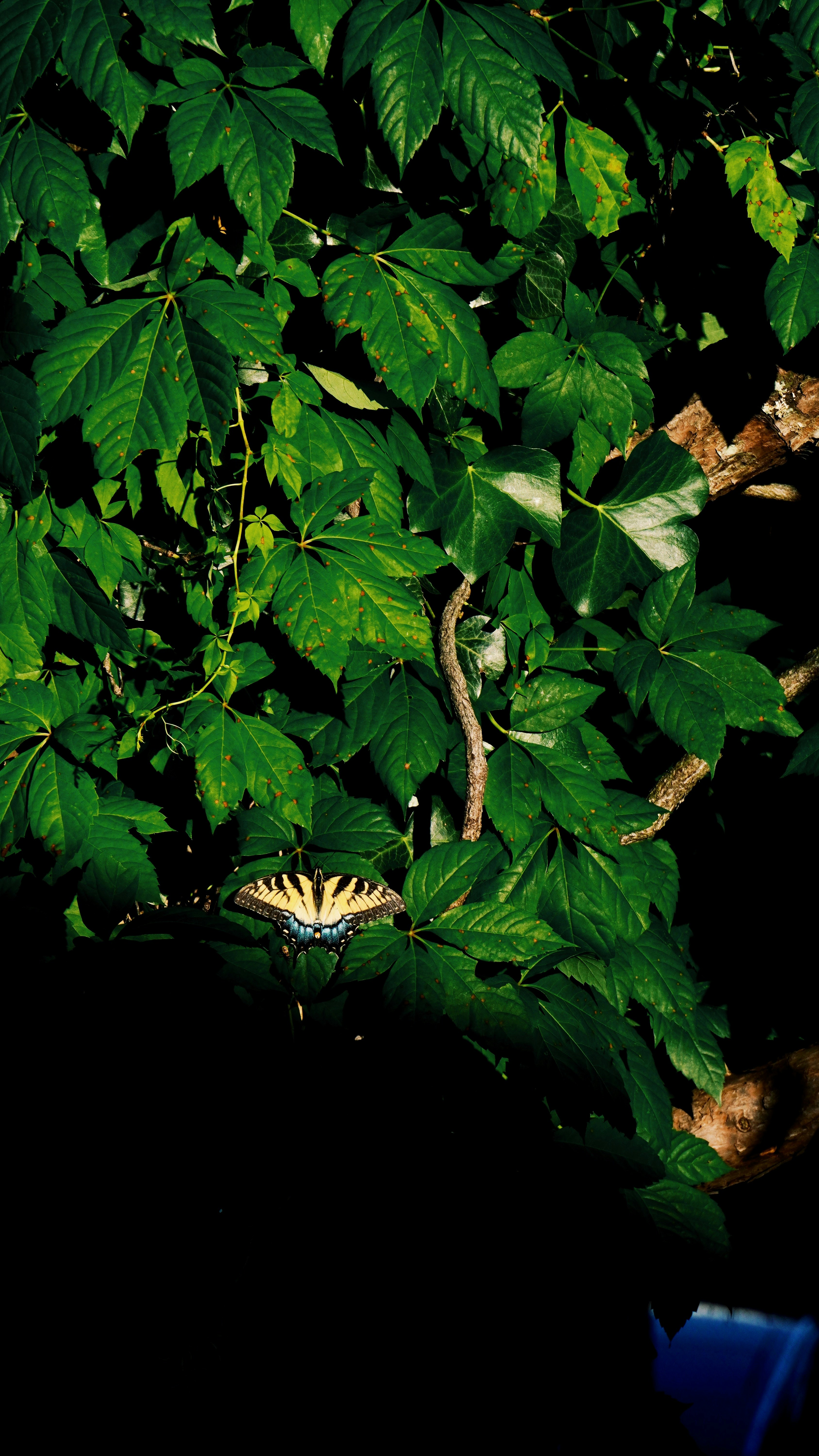 A vibrant butterfly rests amidst lush green foliage, blending seamlessly with its natural habitat.