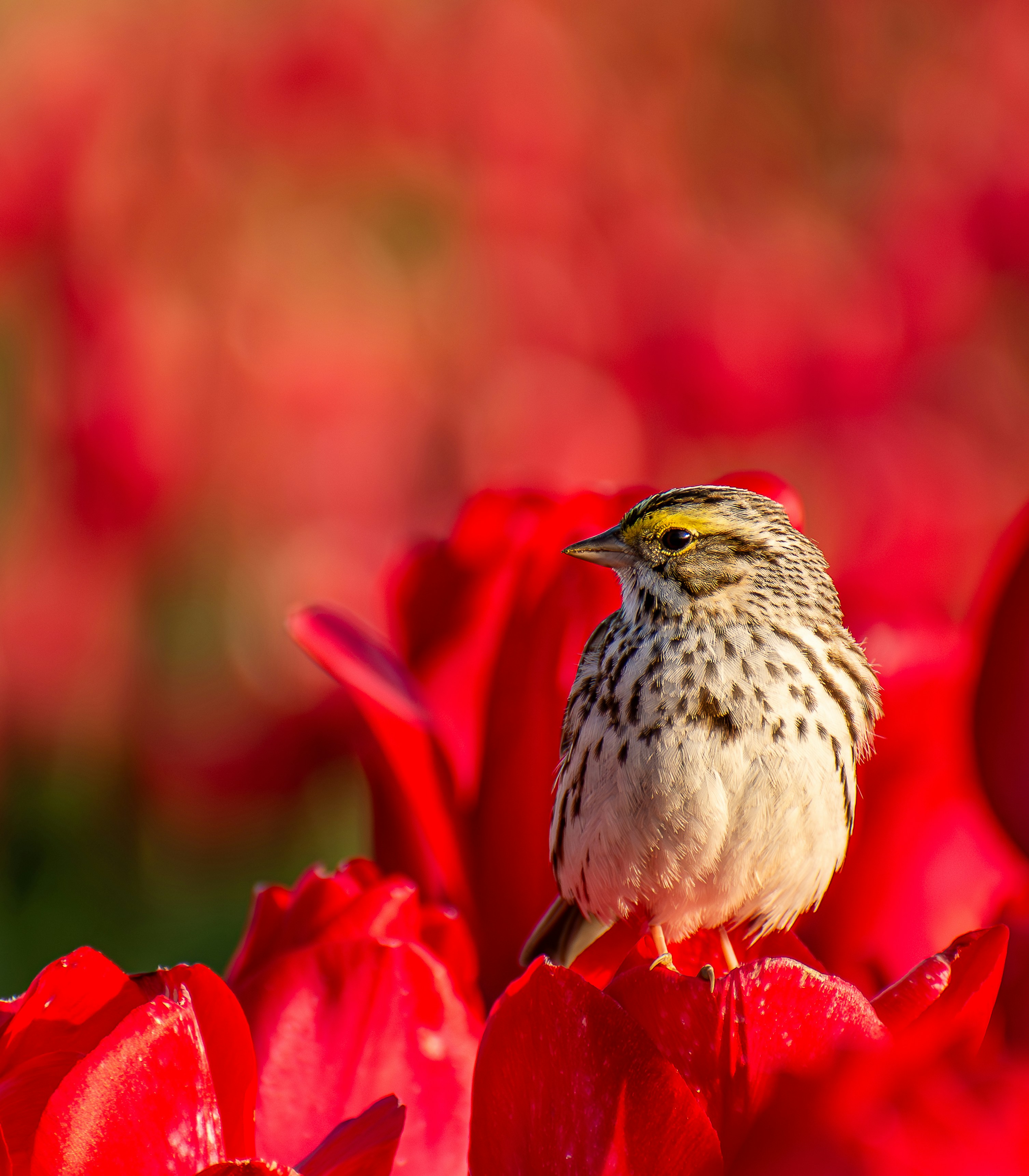 Scarlet Tulip Parlor: A Small Songbird Among Crimson Blossoms