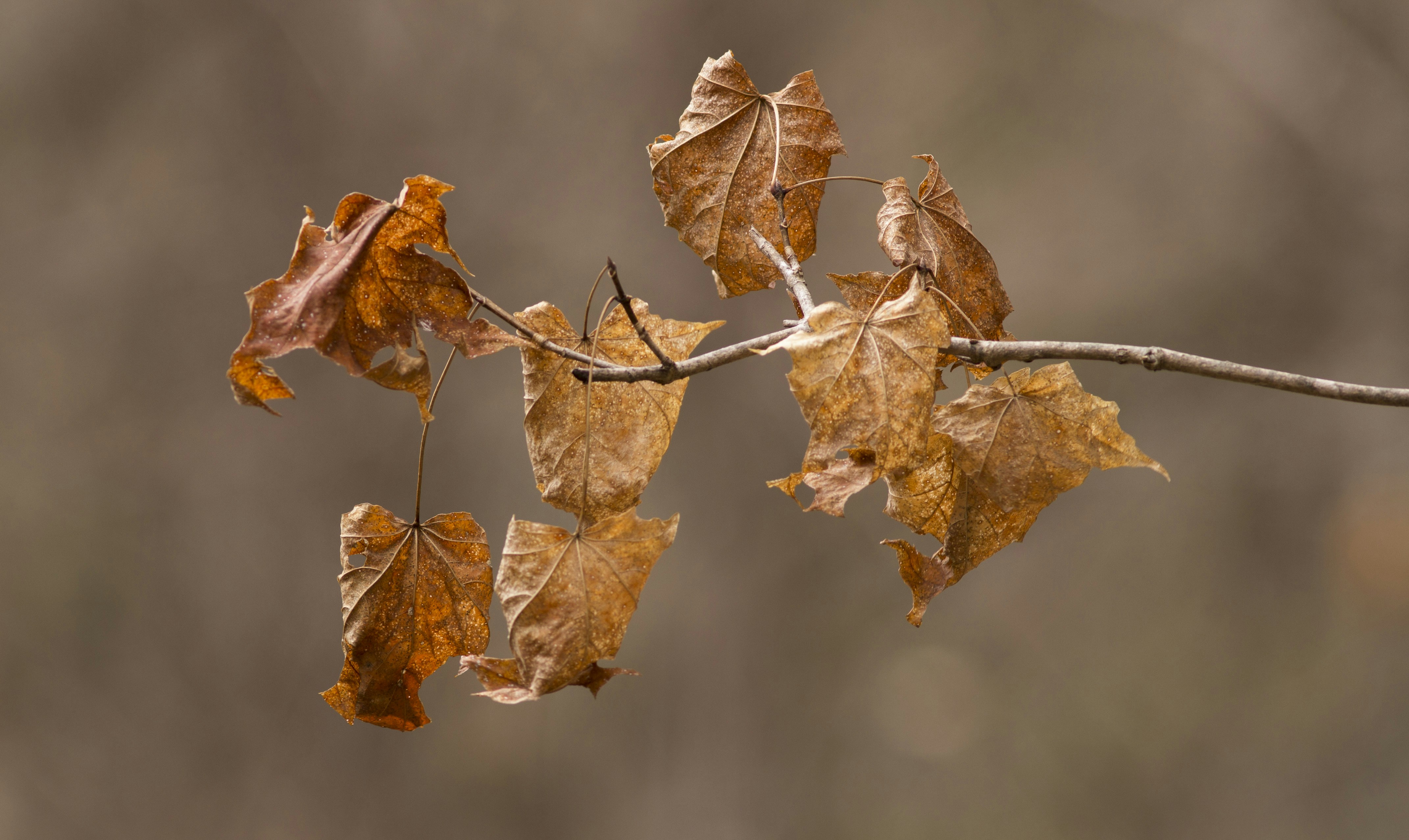 Dried, curled leaves clinging to a slender branch against a muted background, symbolizing the transition of seasons.