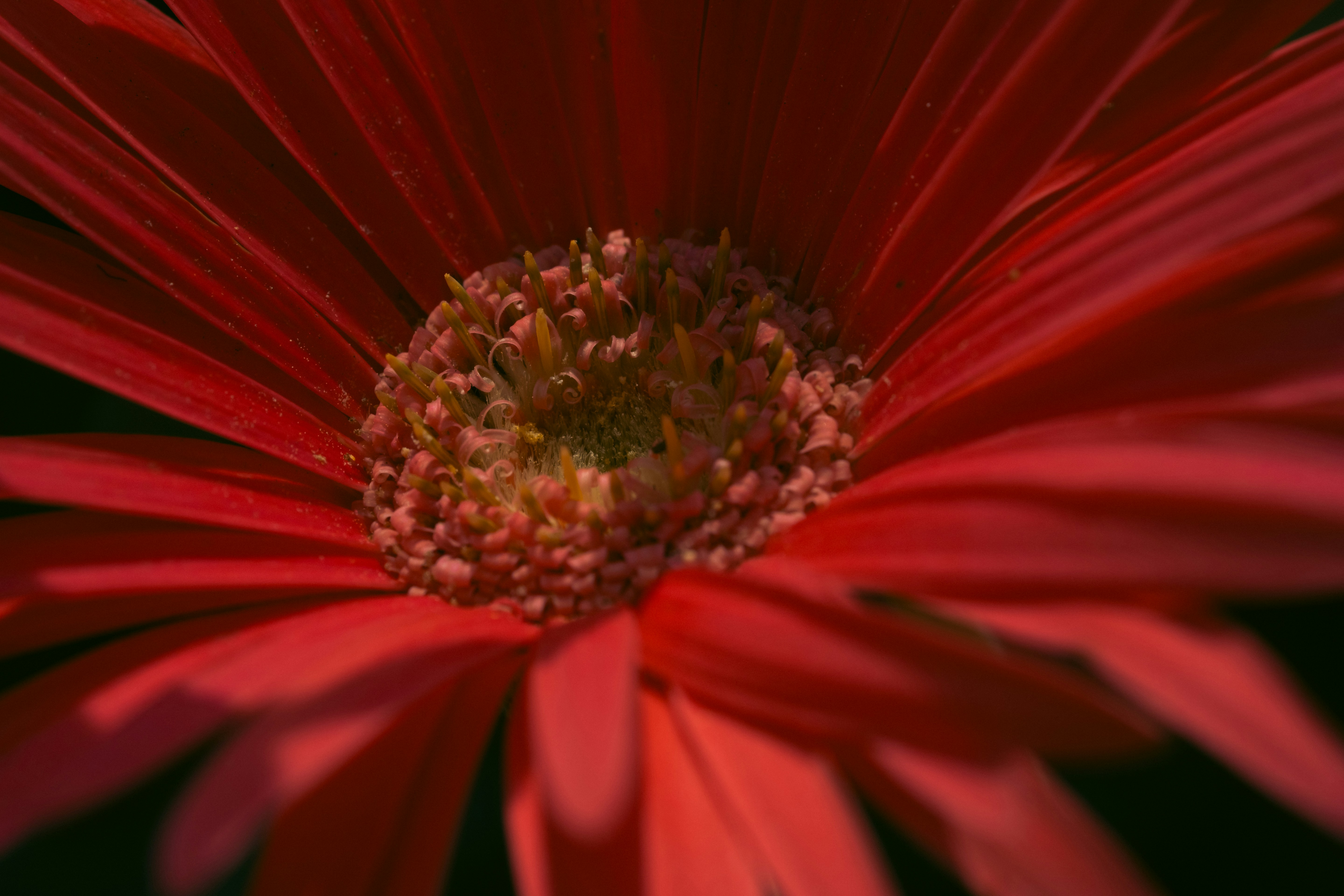 A close-up shot of a red gerbera daisy.
