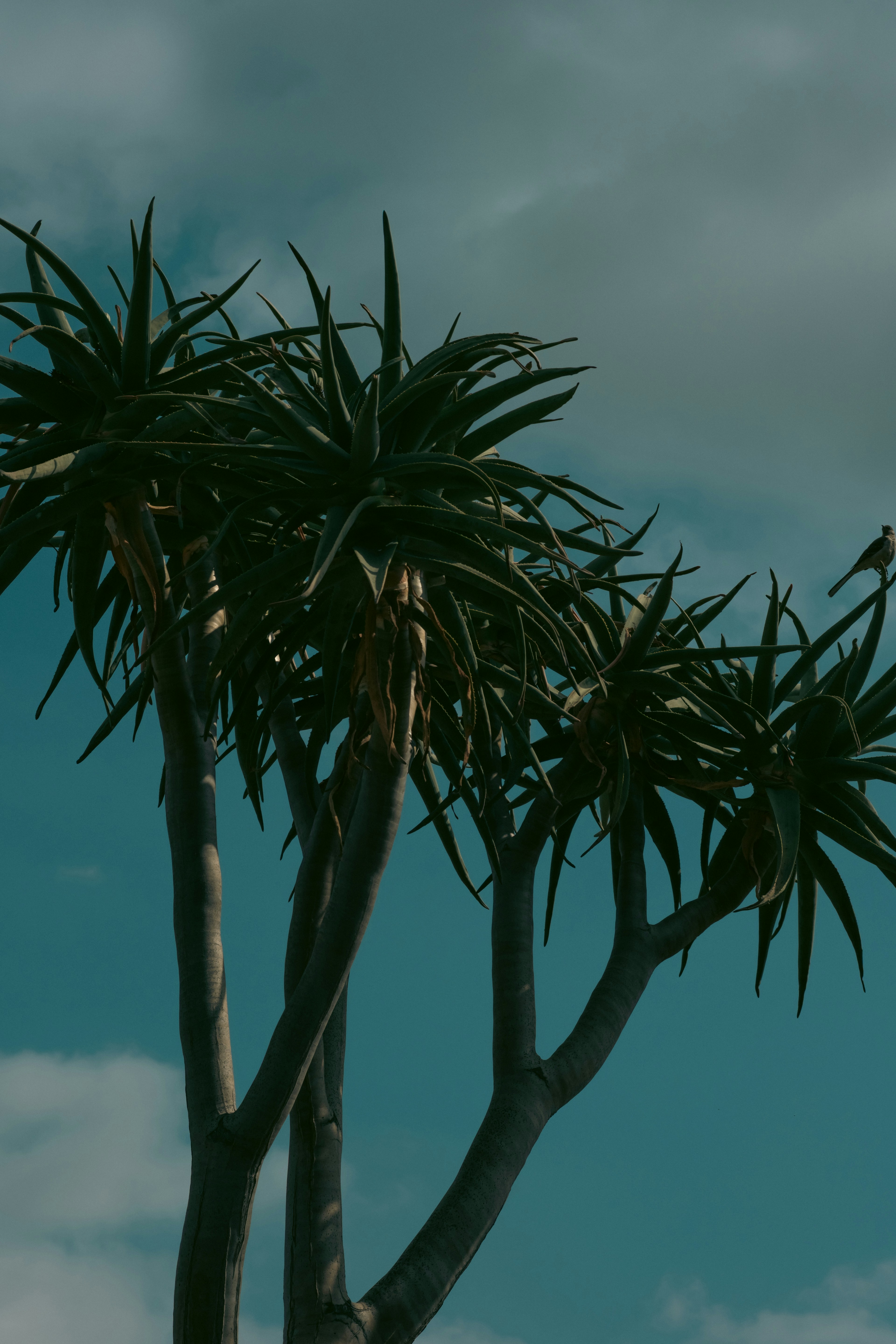 A tall succulent with spiky leaves reaching towards the cloudy sky, embodying resilience and beauty in a harsh environment.