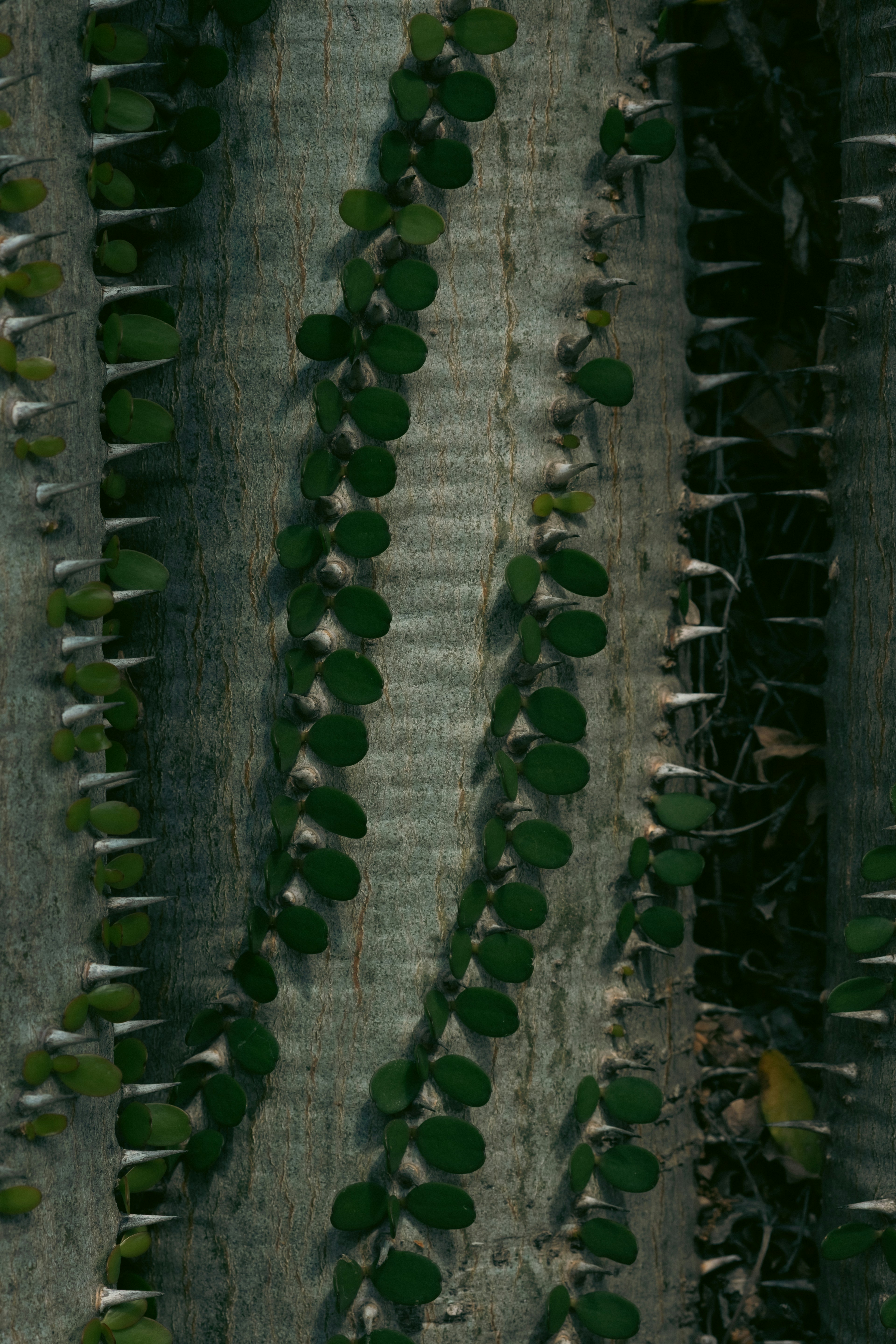 Nature's Vertical Symphony: The Dance of Leaves and Bark