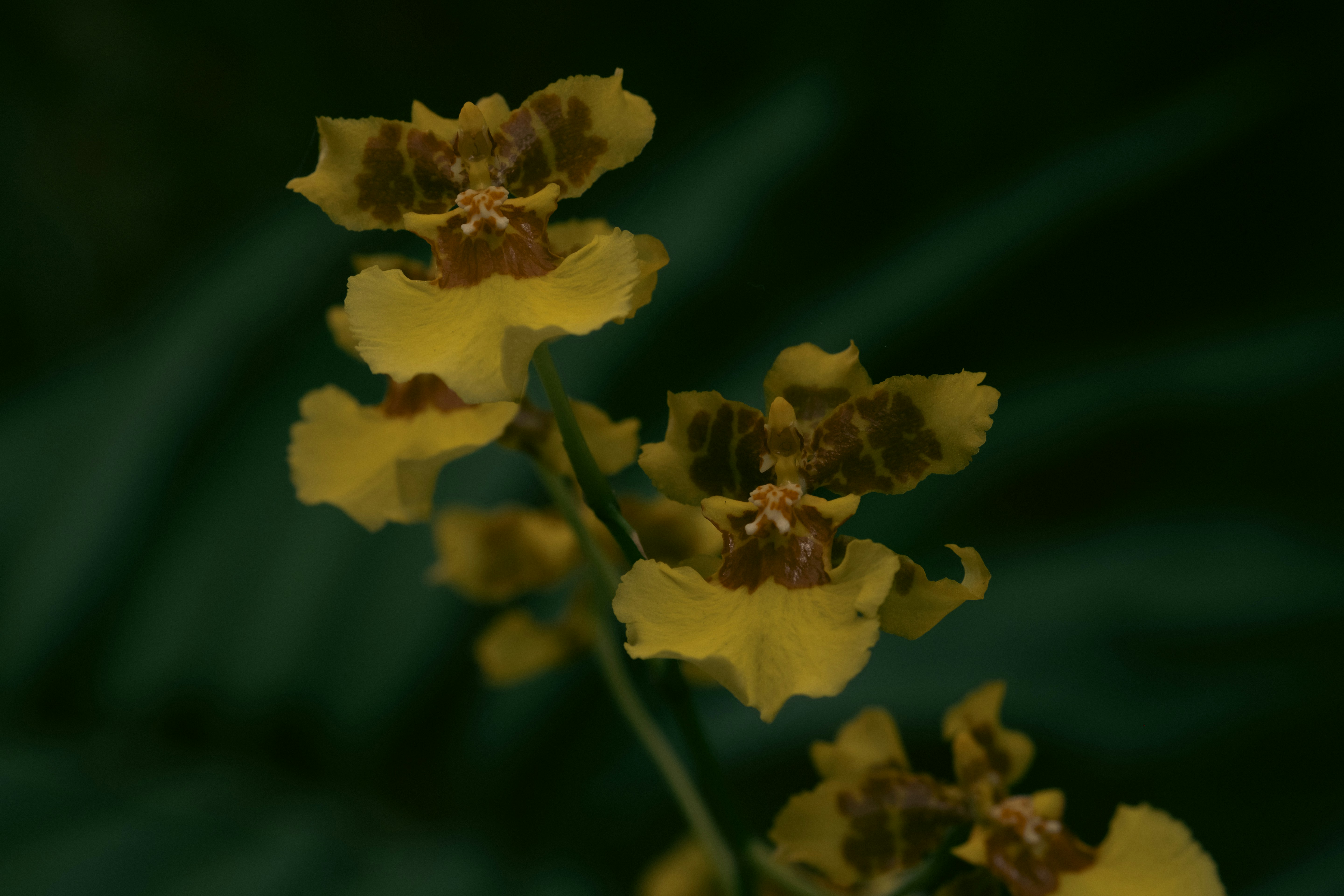 Yellow orchids are in full bloom.