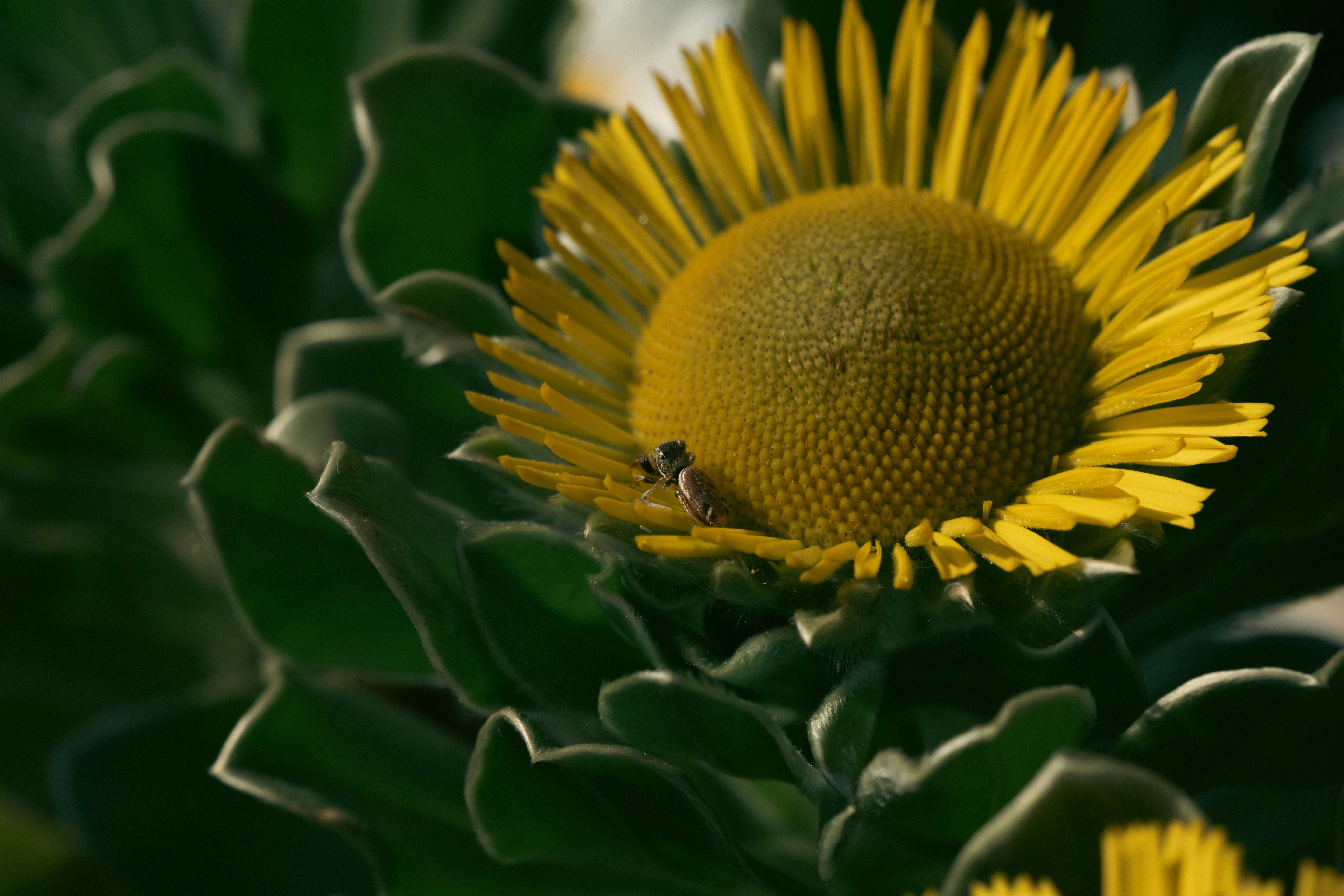 Bee at the Sunflower's Core: Quiet Golden Focus in Emerald Light