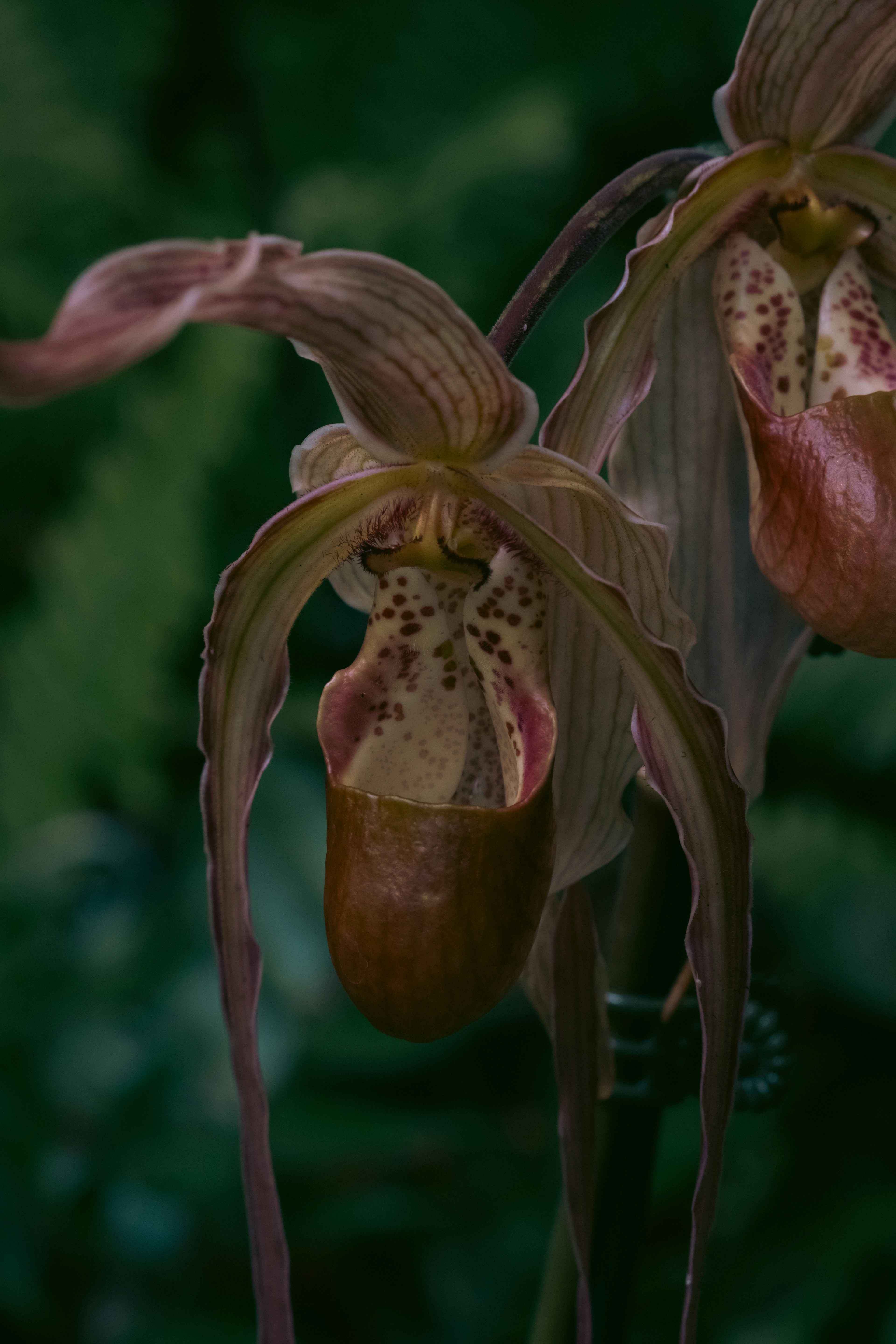 Ink-Tinted Lip of a Paphiopedilum: Close Reveals the Lip Structure