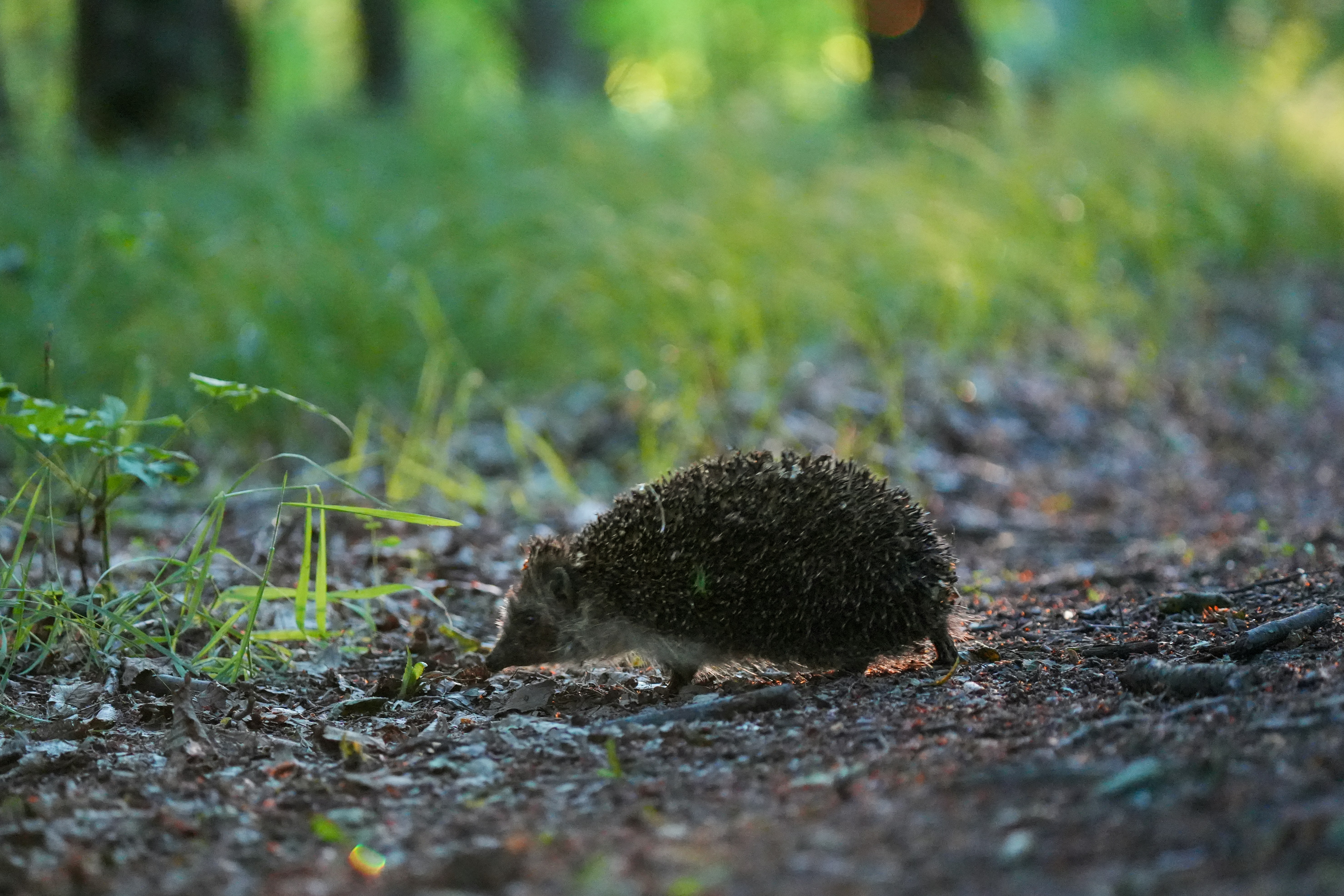 A hedgehog walks along a forest path. photo – Free Animal Image on Unsplash
