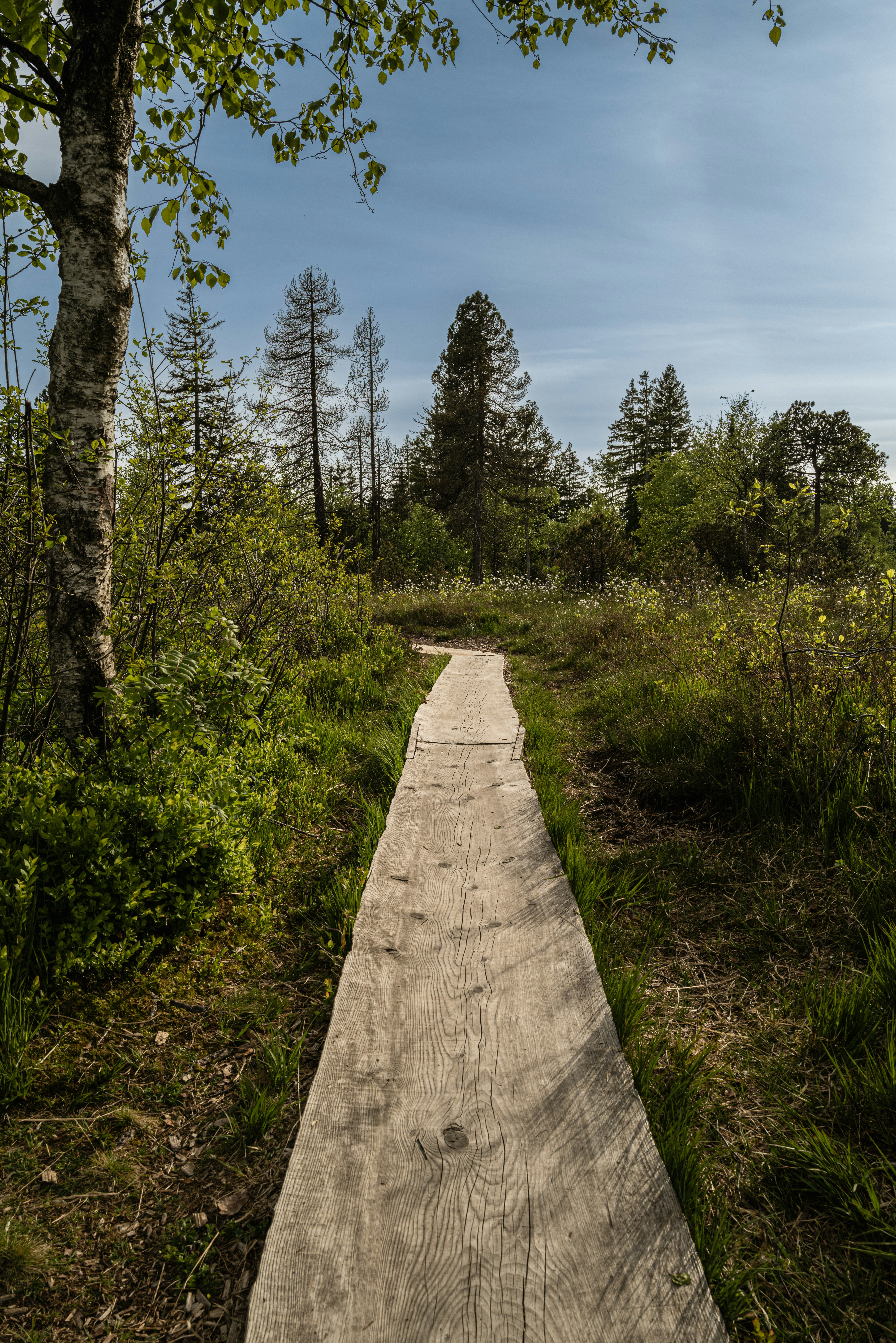 Sunlit Boardwalk through a Pine-Scrub Meadow