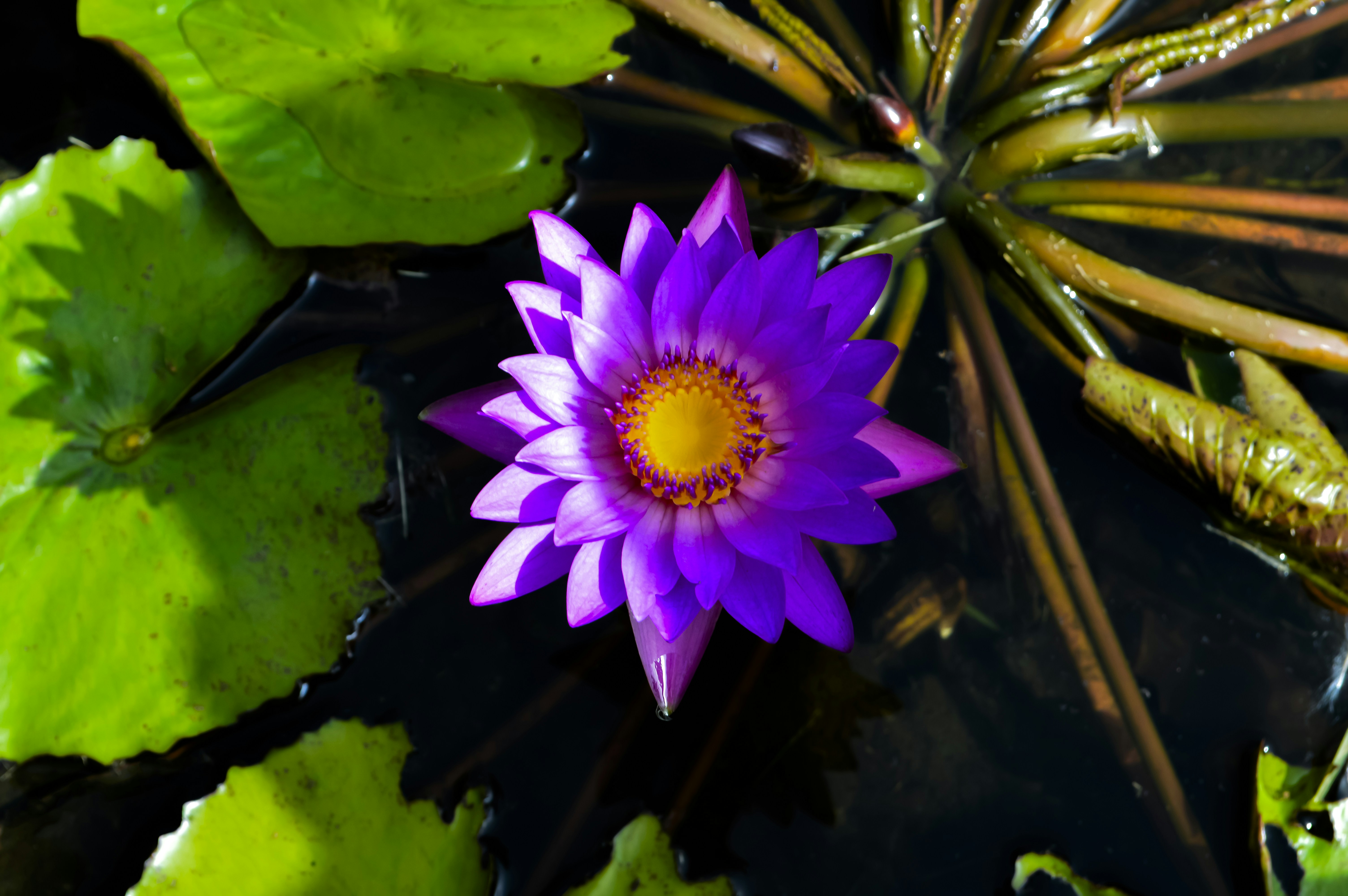 Serenity in Bloom: The Elegant Water Lily
