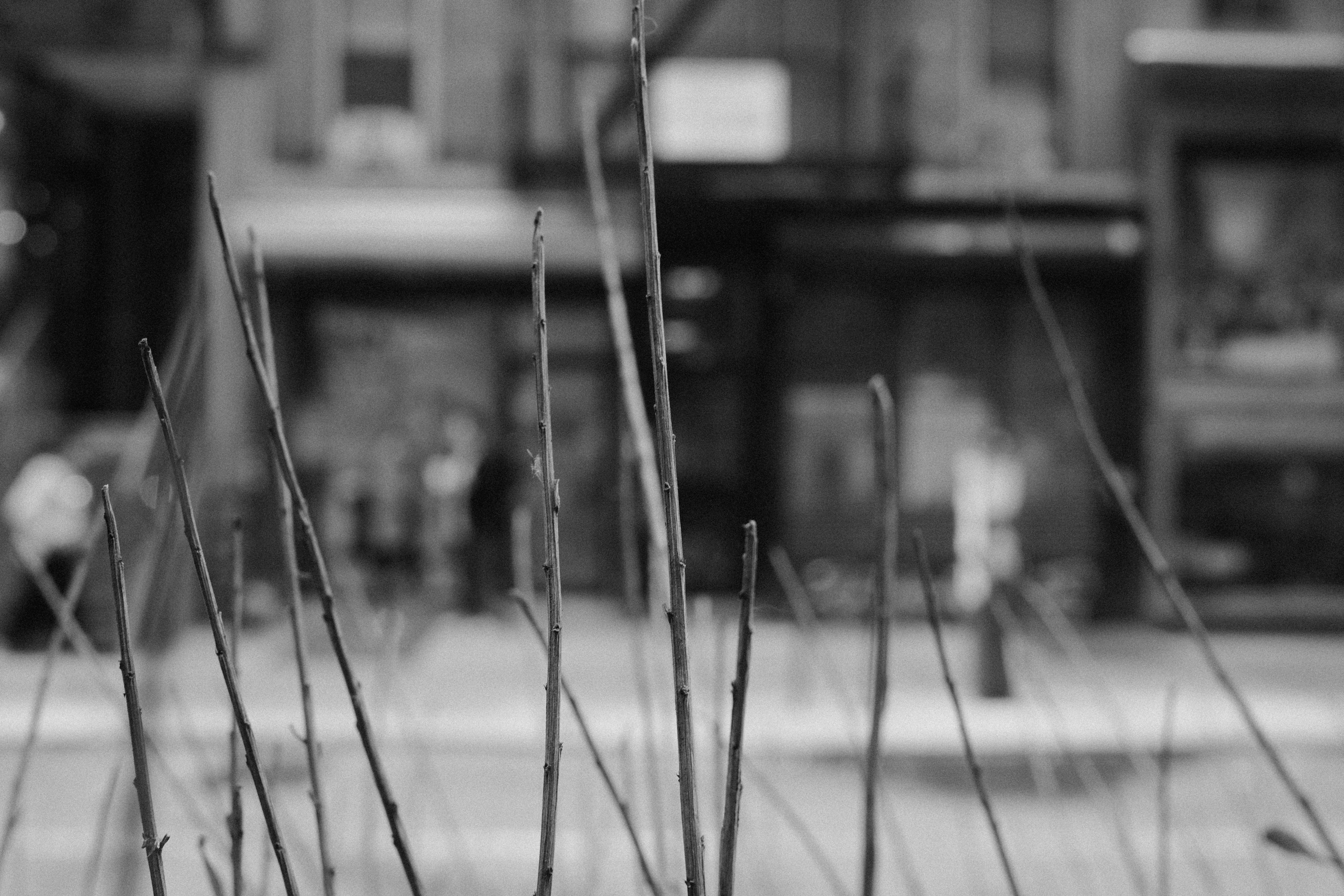 Las ramas oscurecen una concurrida escena callejera. foto – Imagen de ...