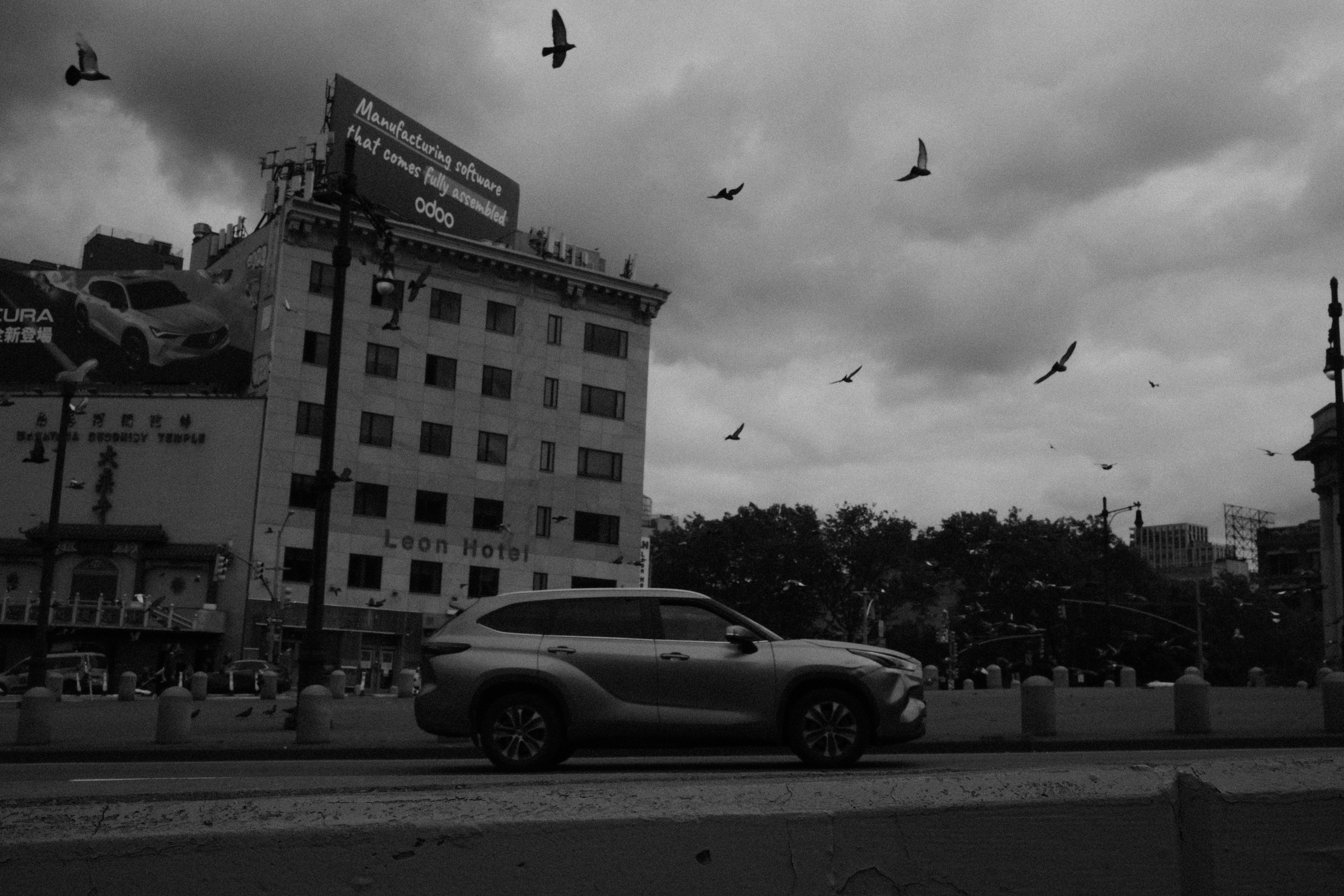 Monochrome Boulevard: A City Car Beneath the Flying Flock