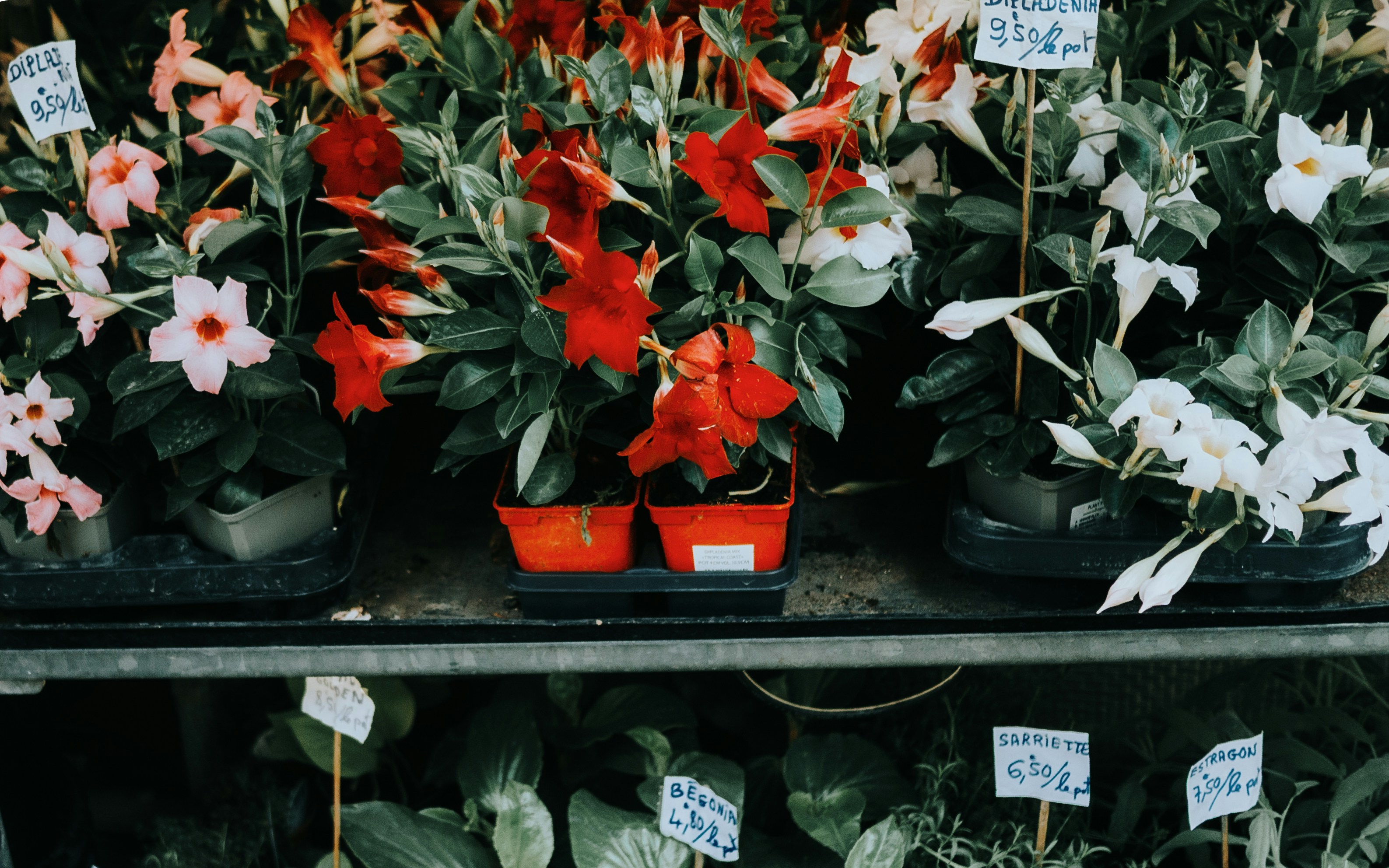 Flowers in various colors sit on a shelf.