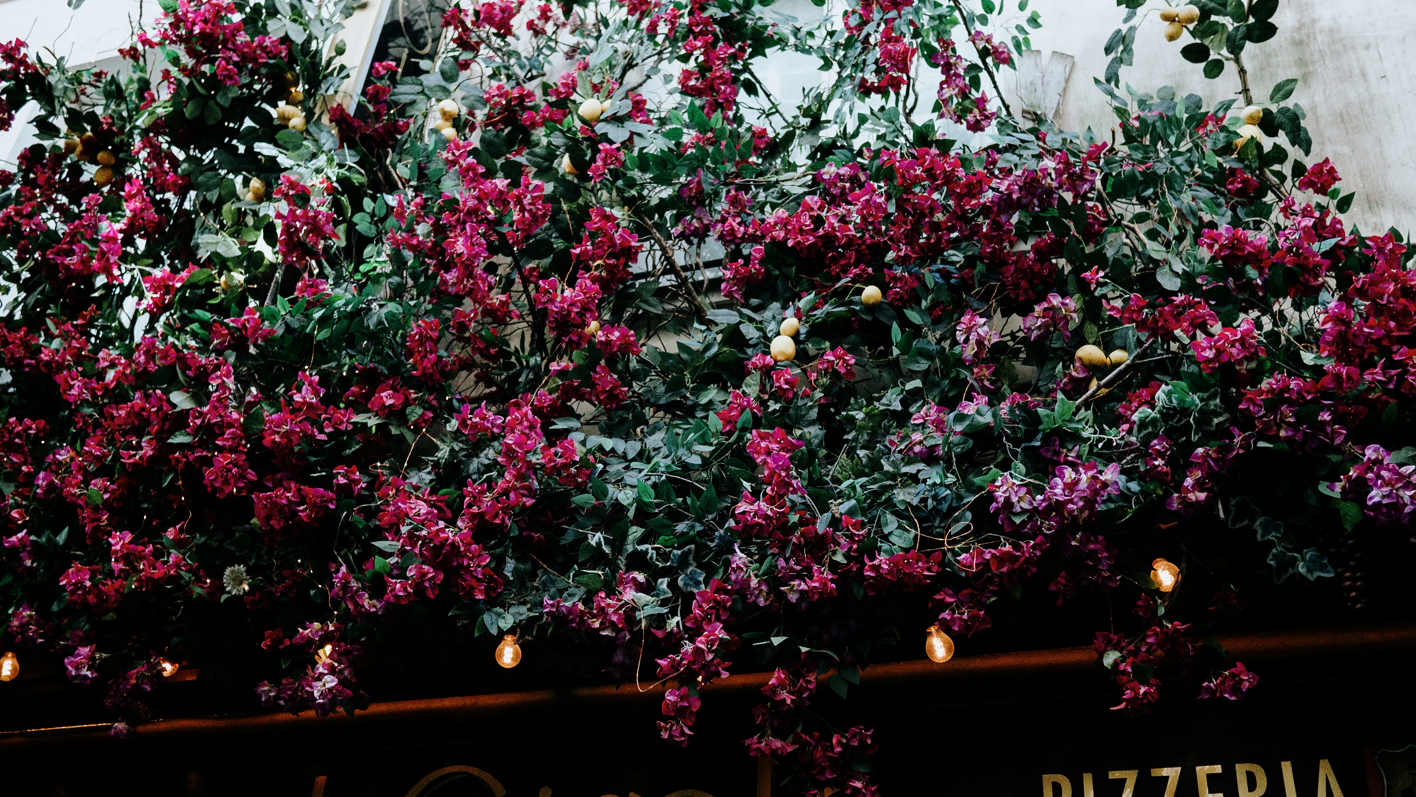Bougainvillea Cascade Framing a Pizzeria Entrance