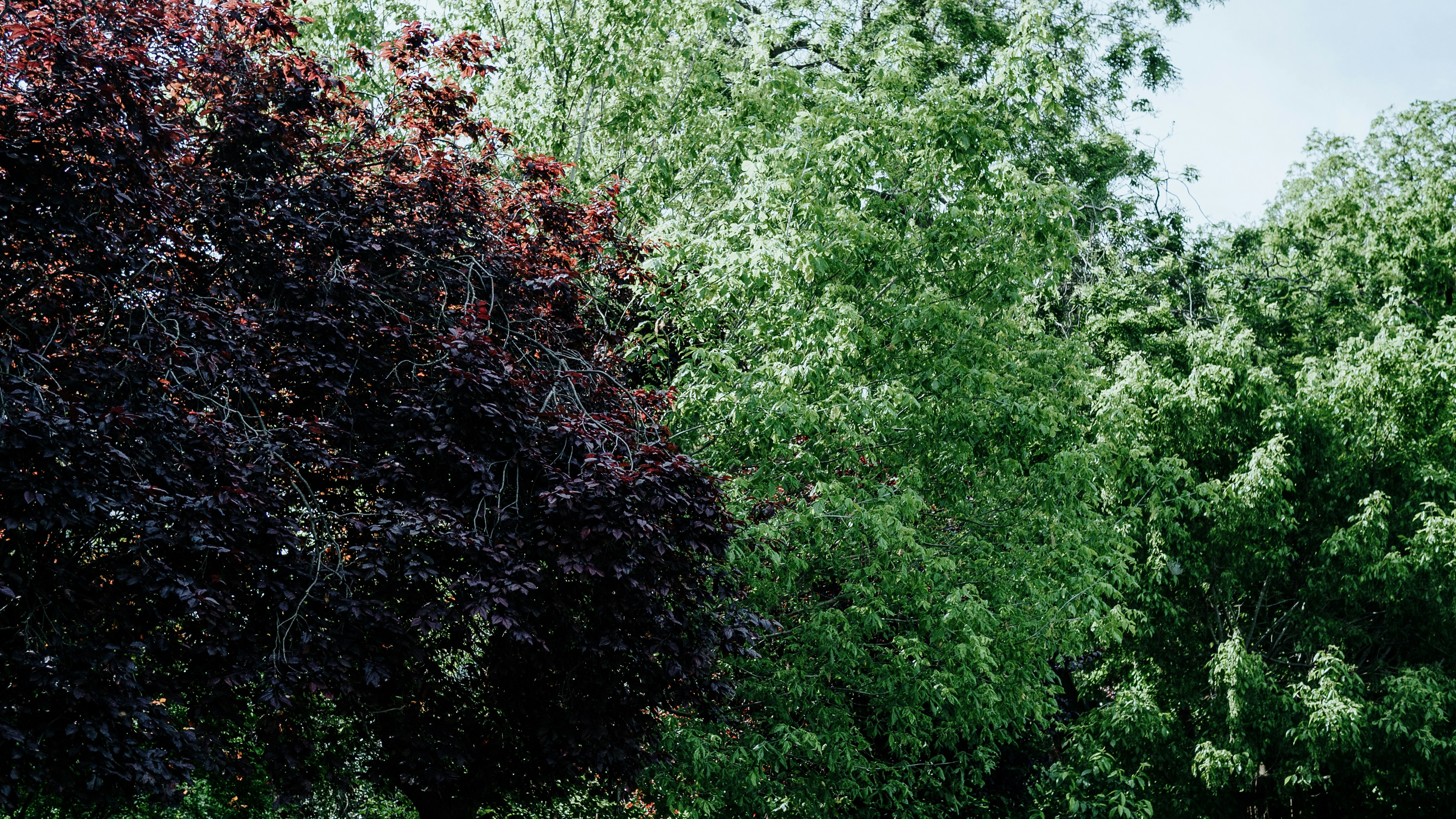 Crimson Edge Framing a Sunlit Green Canopy