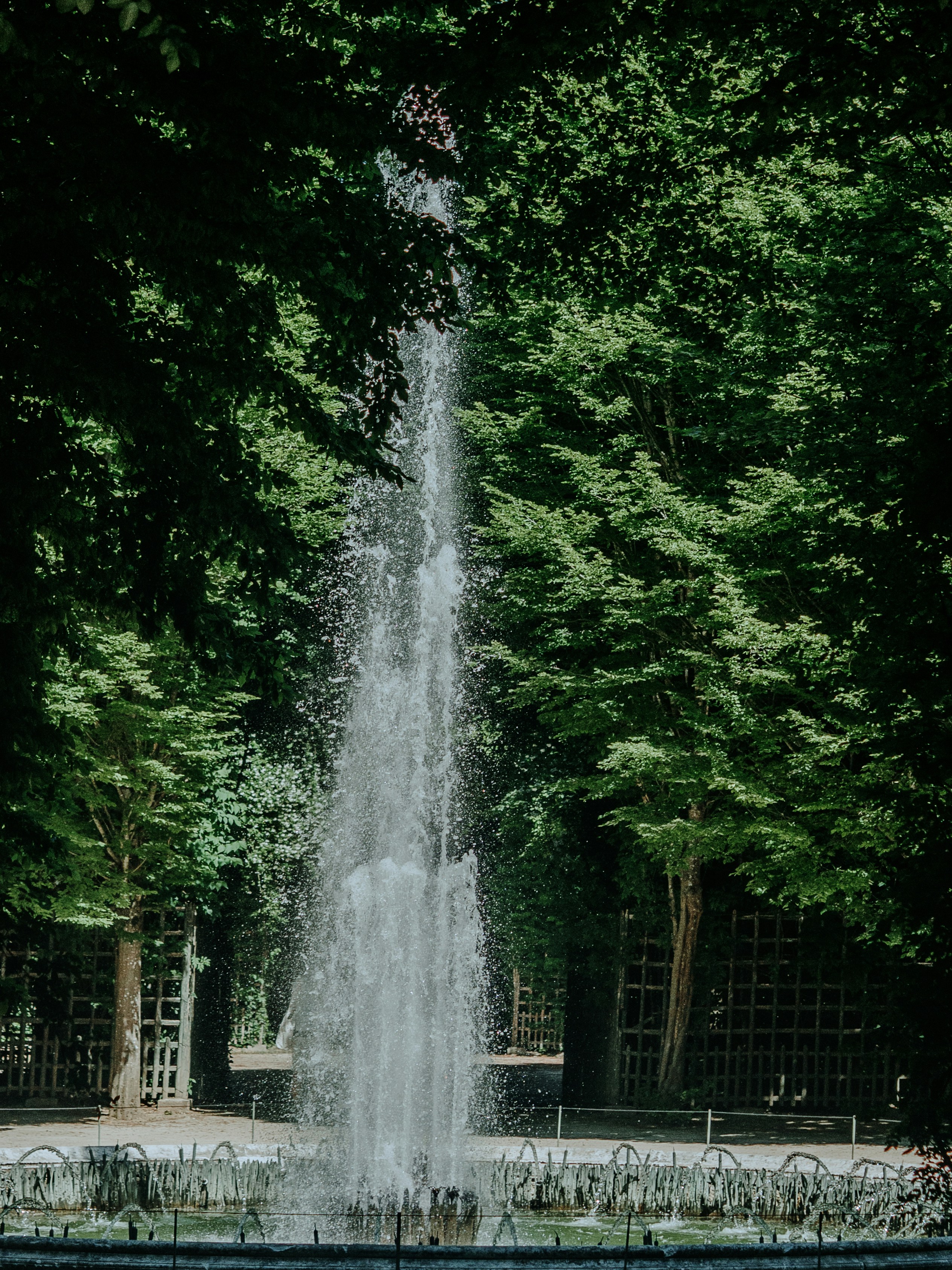 Fountain Piercing the Green Cathedral in a Quiet Park
