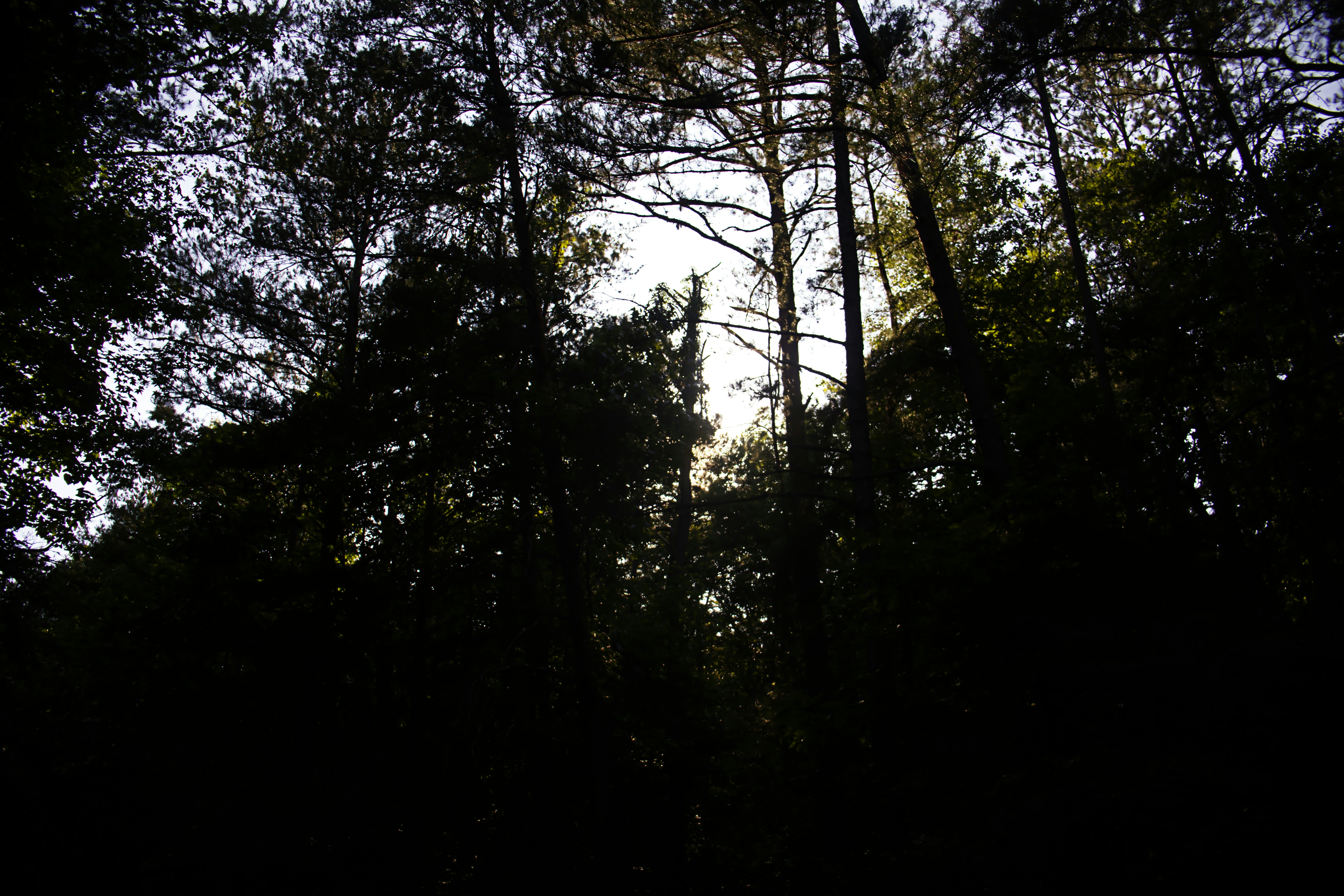 Sunlight filtering through a dense forest canopy, casting intricate shadows on the ground below.