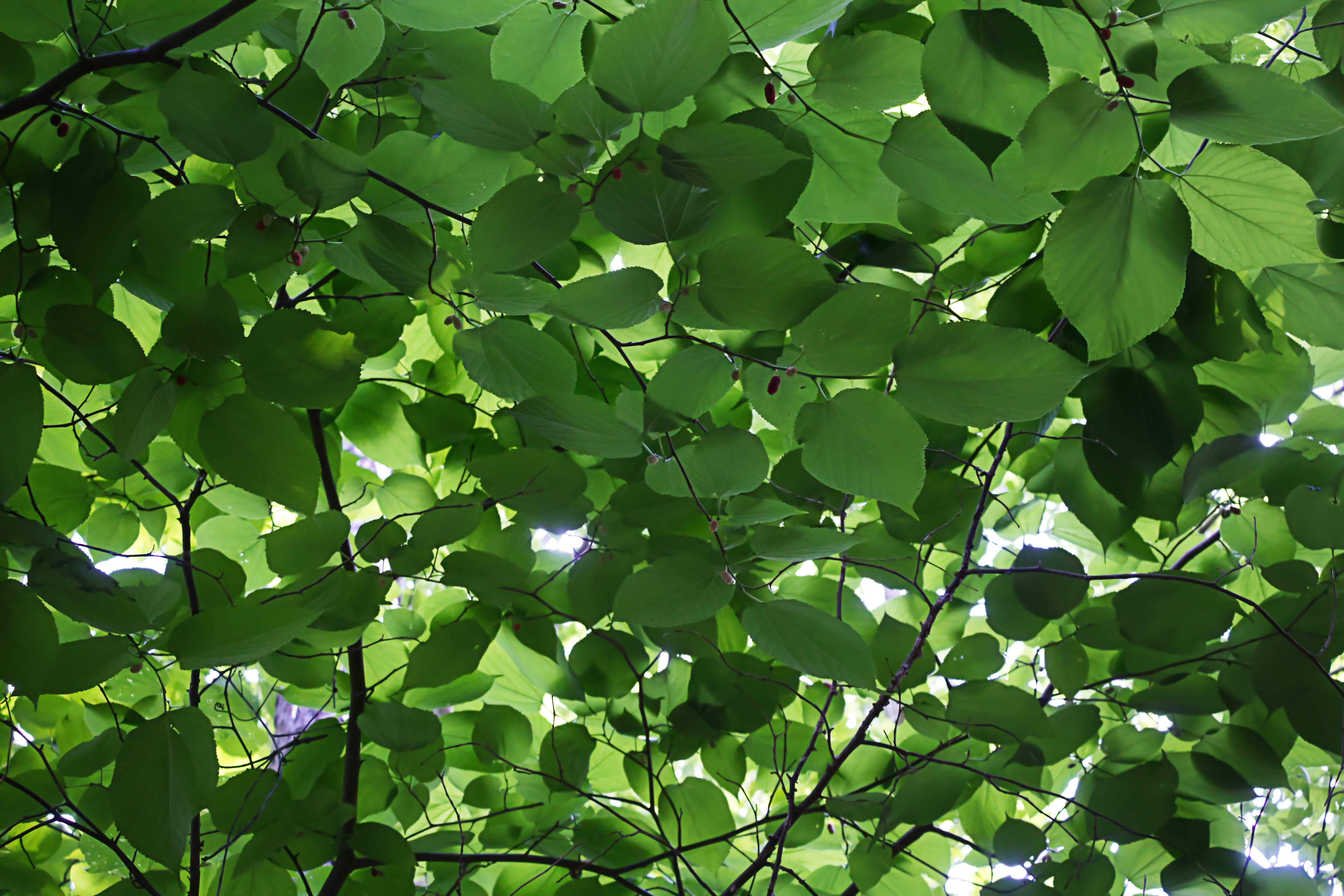 Photo by Jacob McGowin with Canon EOS R50