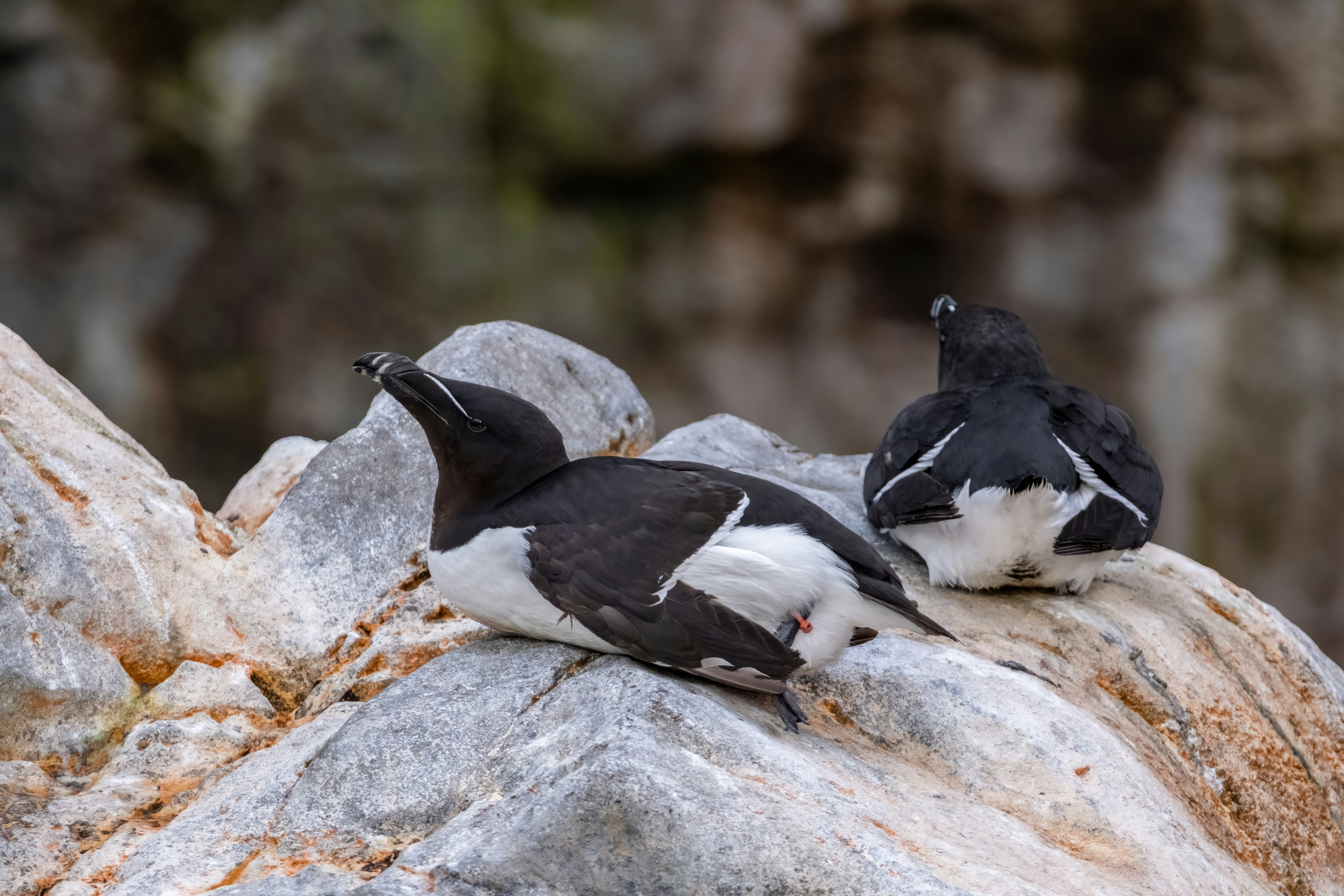 Two Black-and-White Birds Nestled on Weathered Rocks