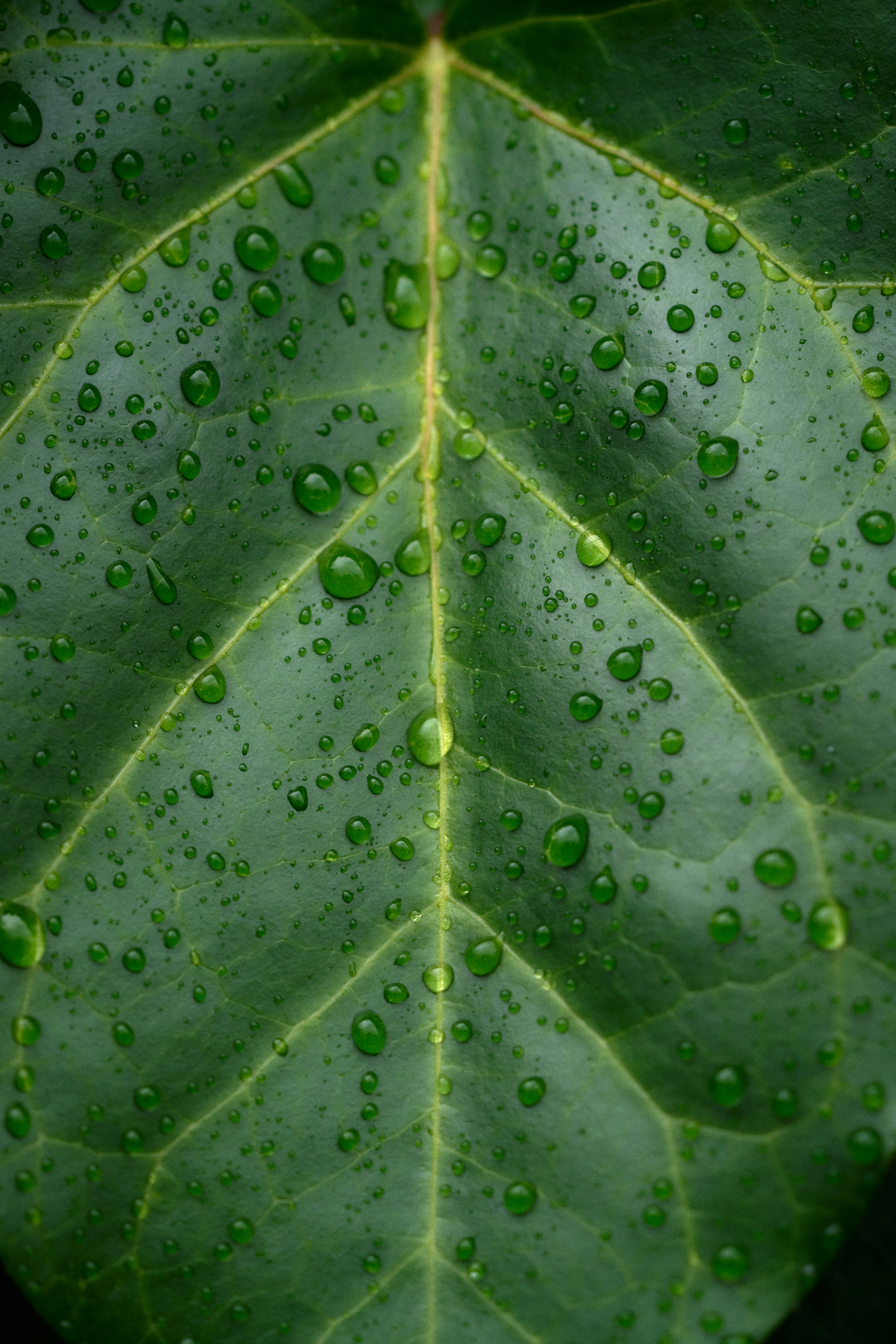A green leaf glistens with droplets of water. photo – Free Osaka Image ...