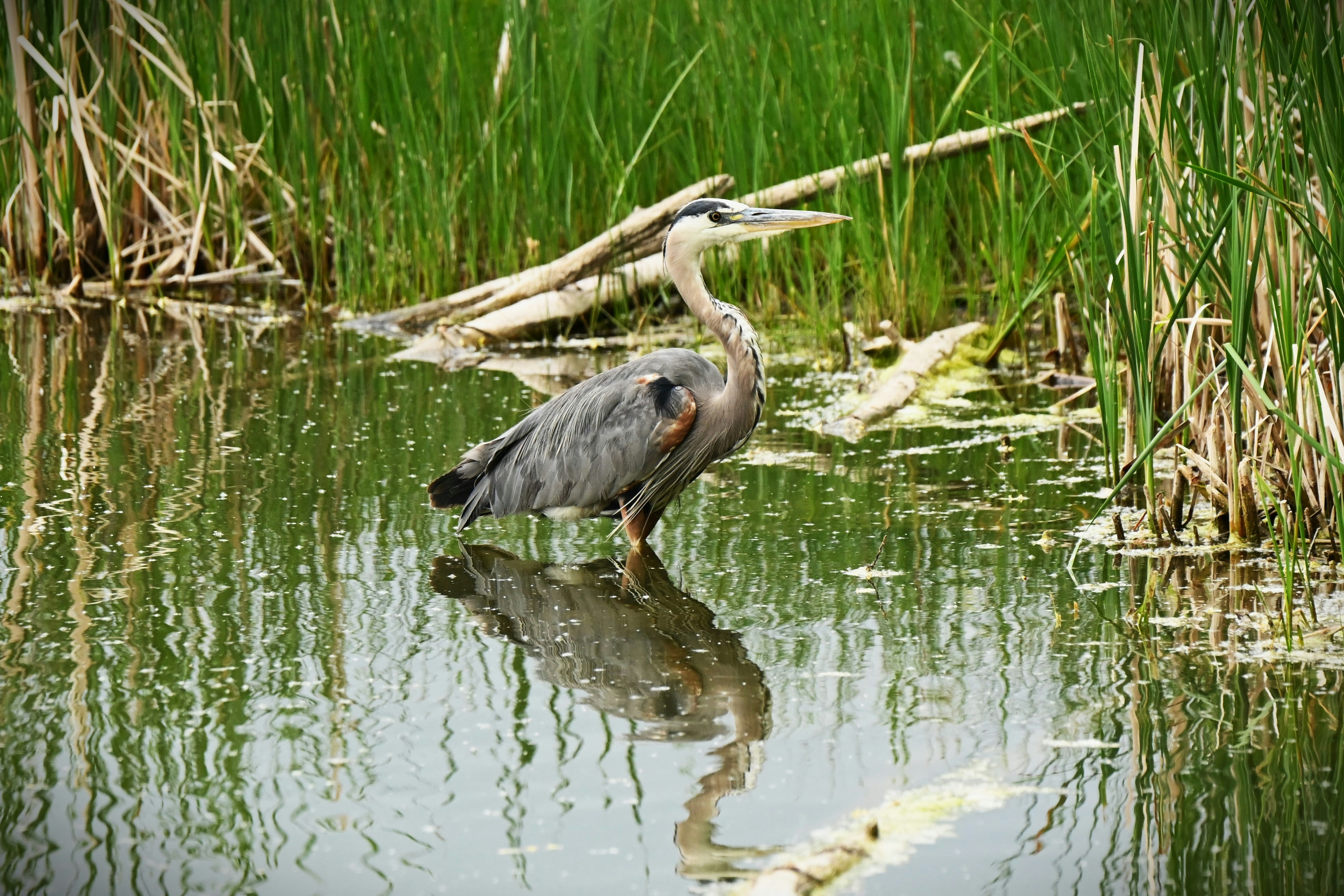 Grey Heron at the Reed-Edge Pond, Reflections in a Still Marsh