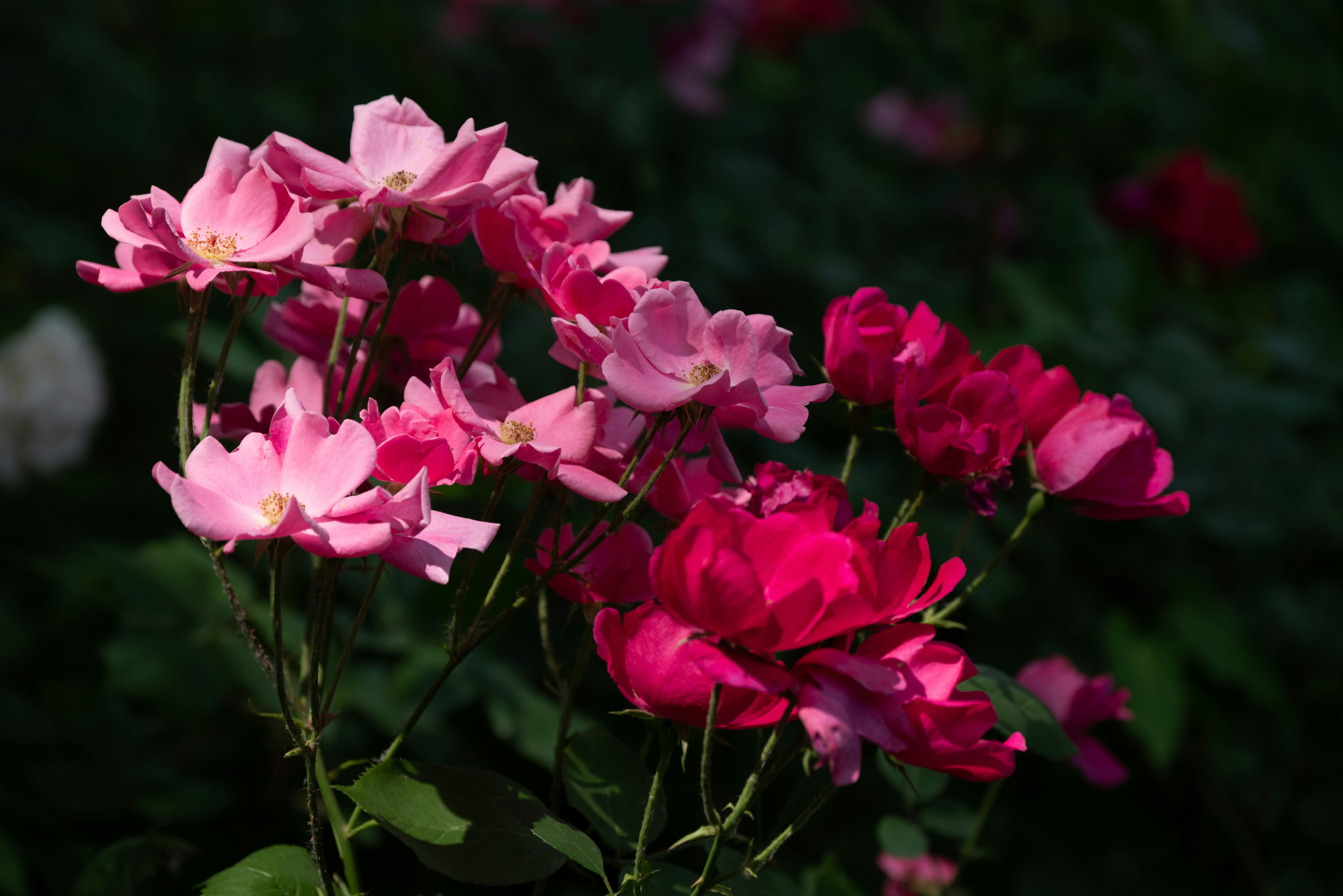 Pink and red roses bloom beautifully in sunlight. photo – Free Summer ...
