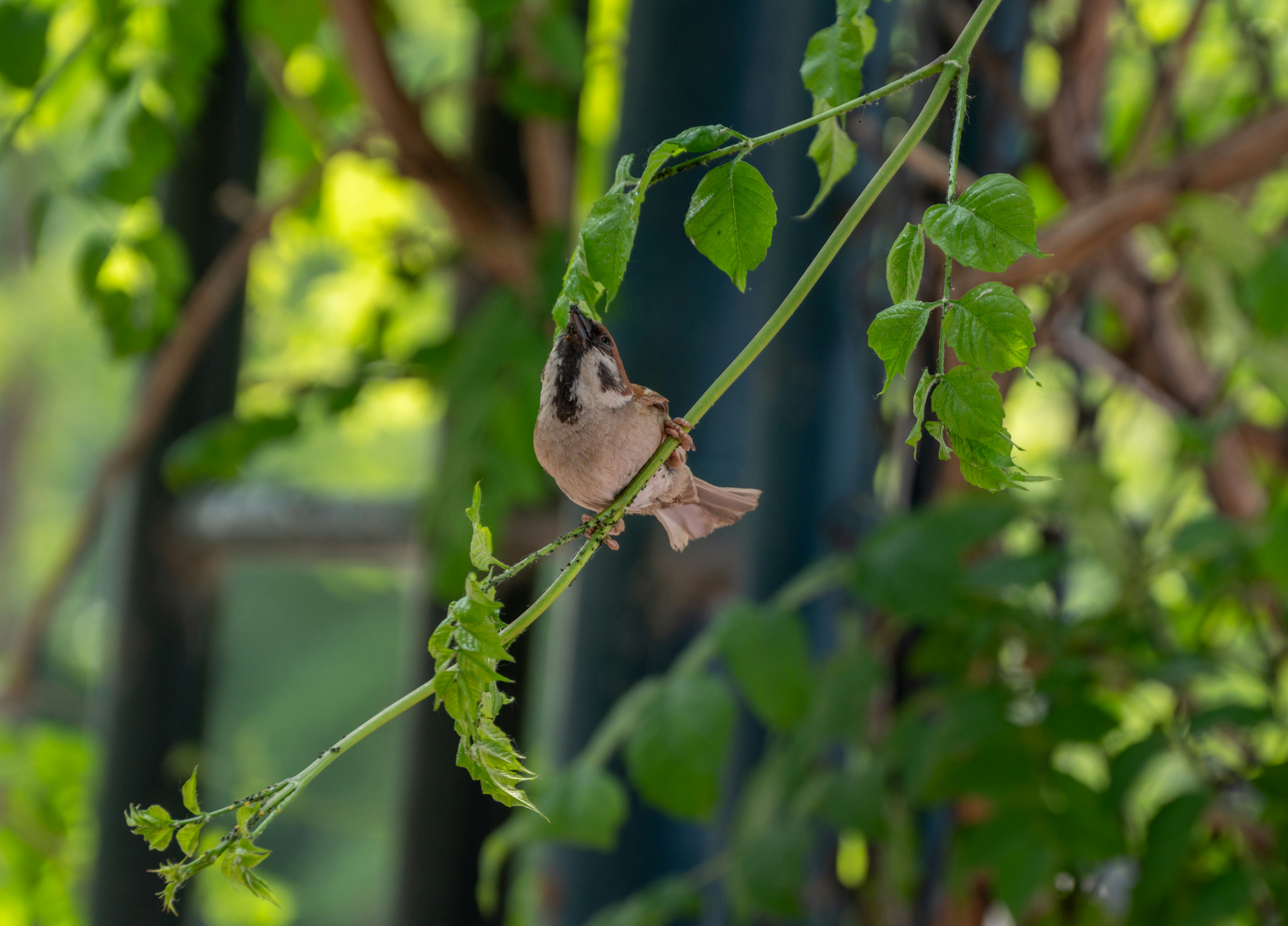 Nature's Delicate Acrobat: A Bird's Balancing Act