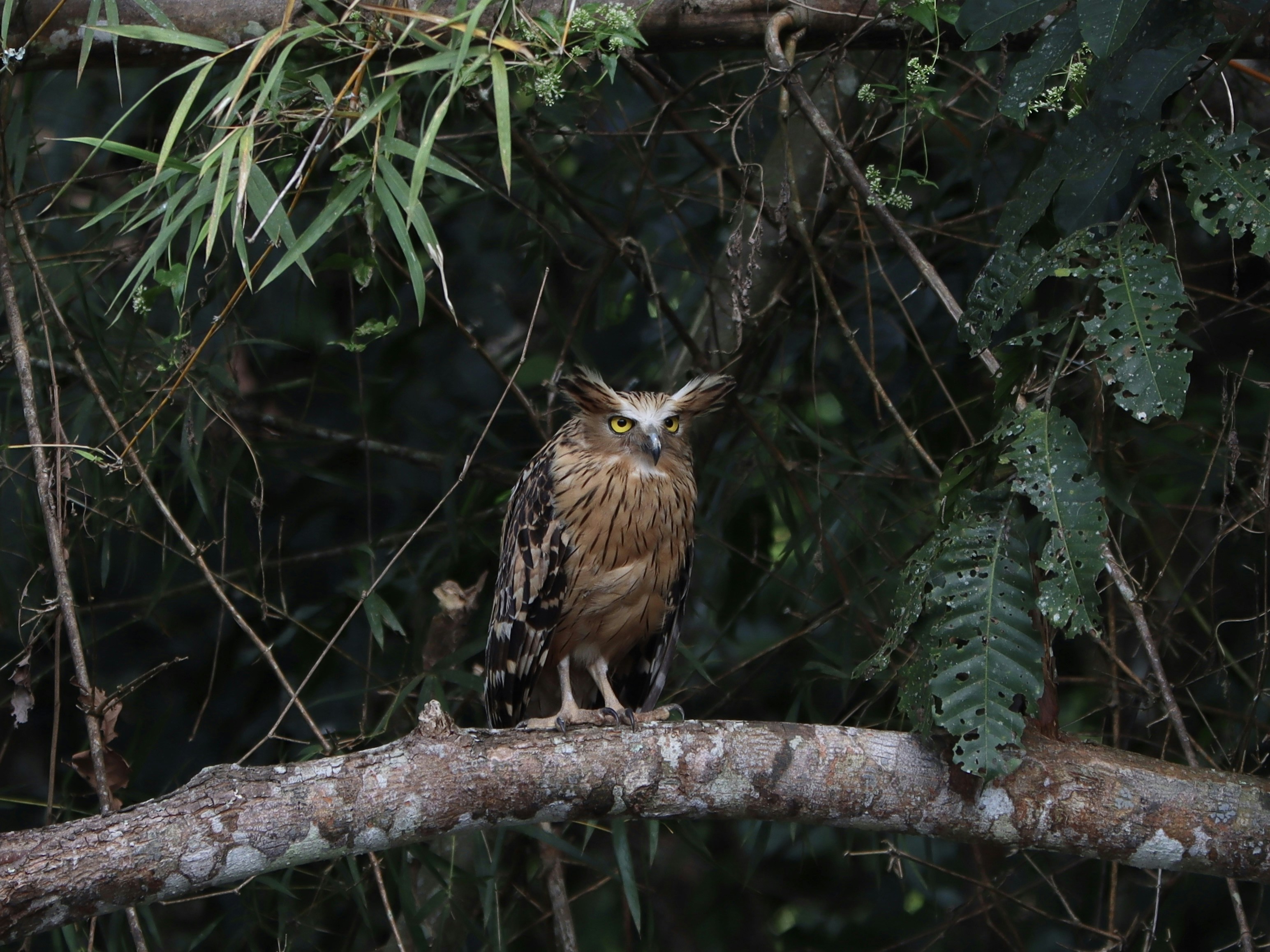 A majestic owl perched on a branch amidst dense foliage, showcasing its striking features and keen gaze.