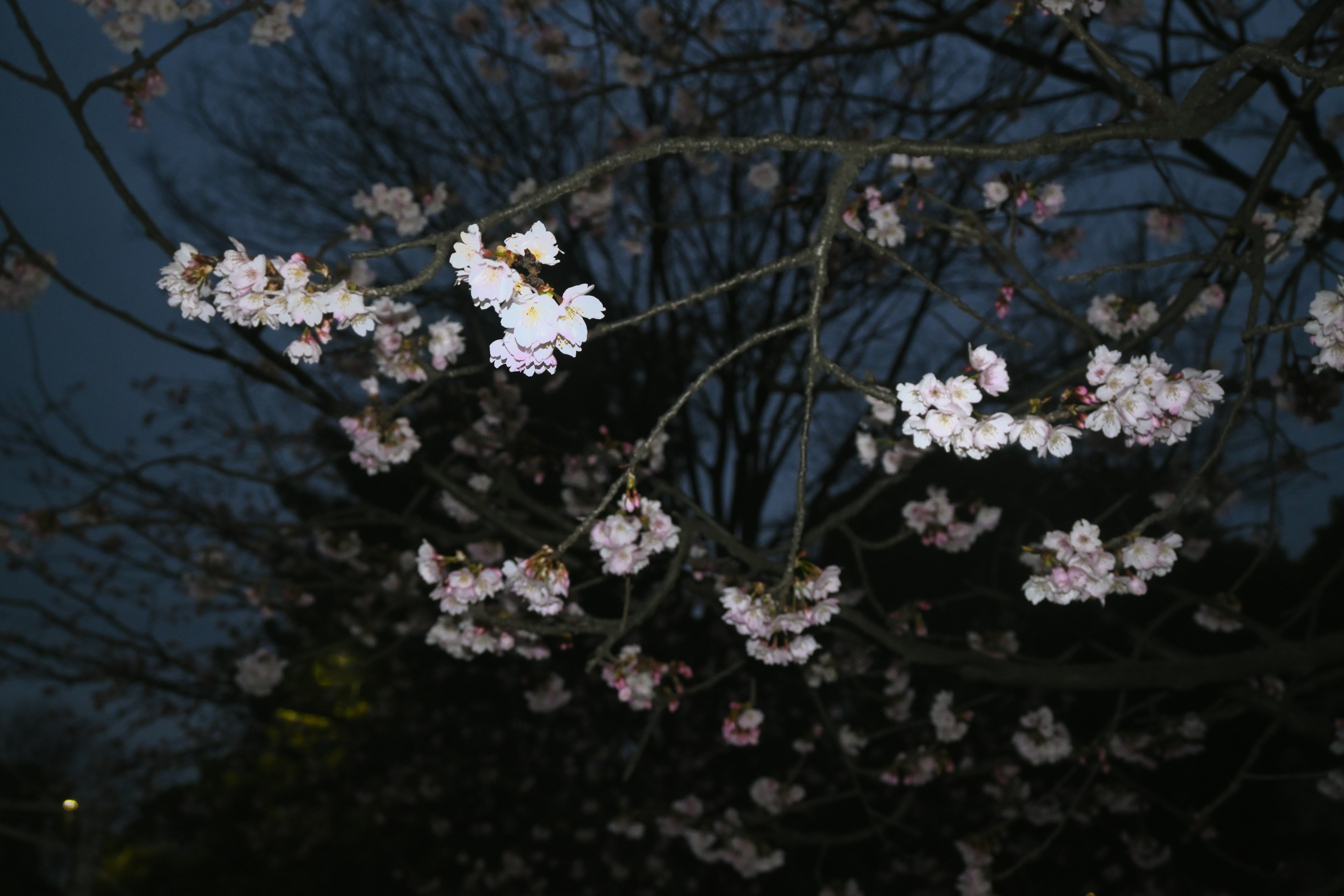 Moonlit Cherry Blossoms Against a Velvet Night