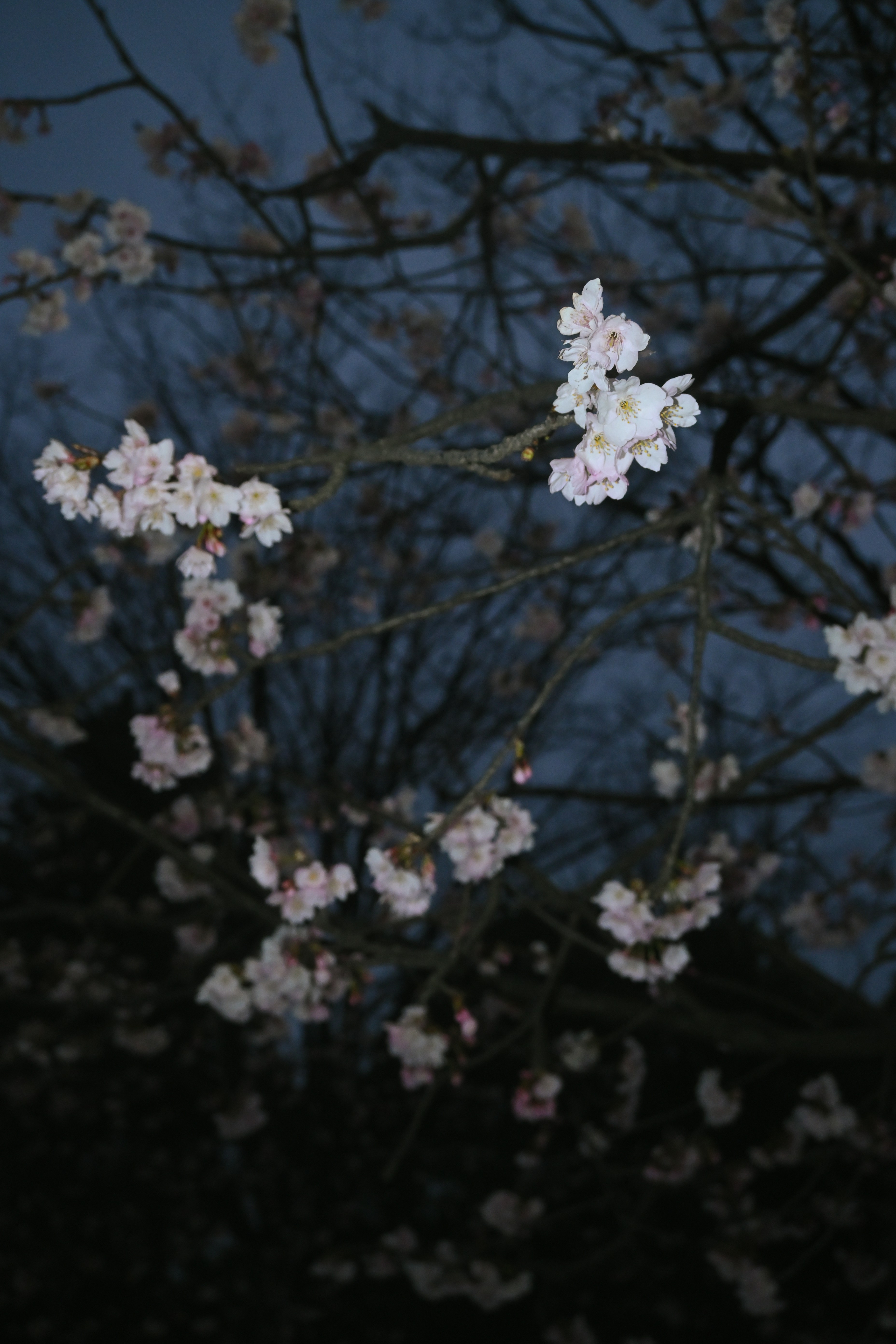 Whispers of Spring: Cherry Blossoms in Twilight