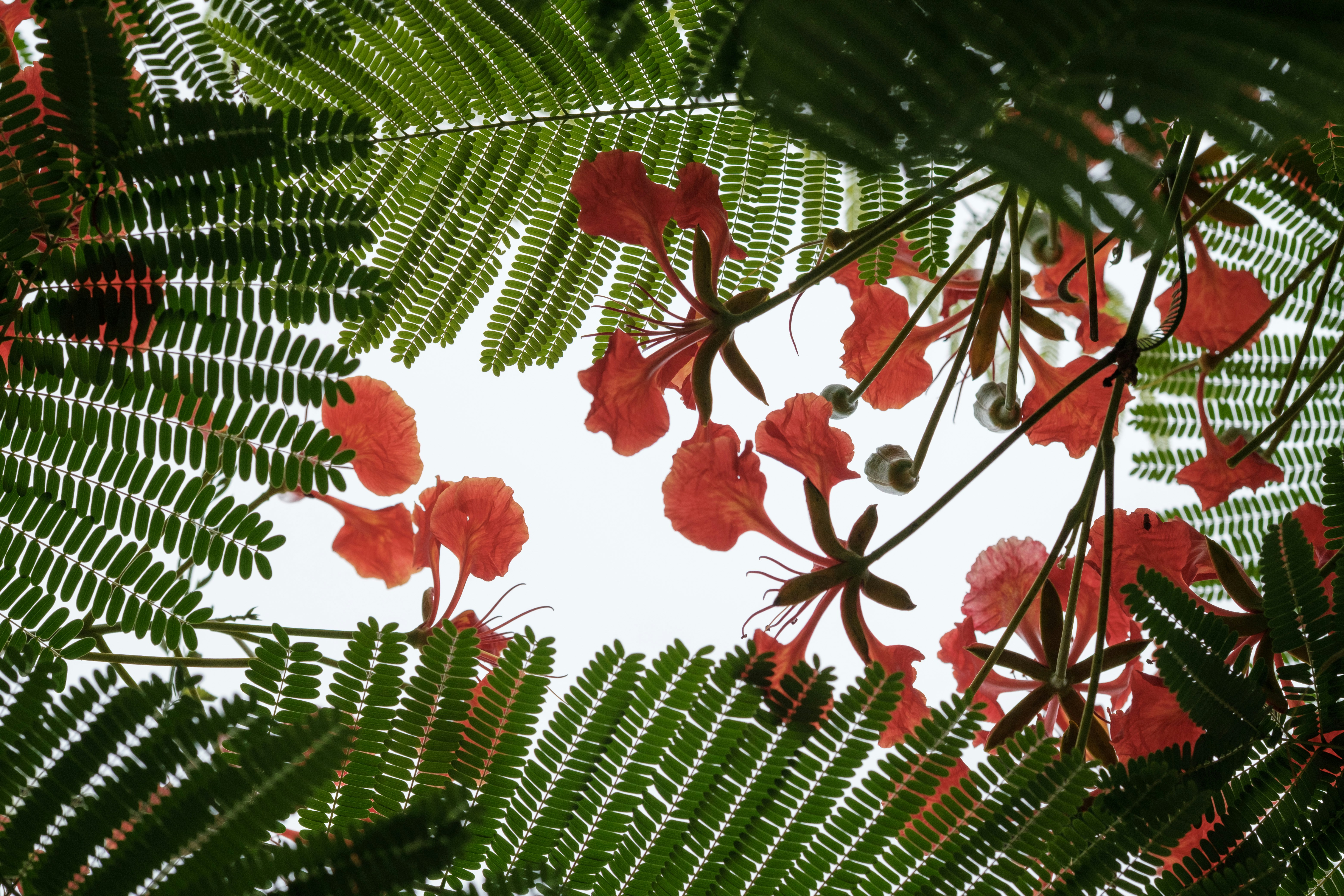 Crimson Blossoms Framed by Fern Canopy