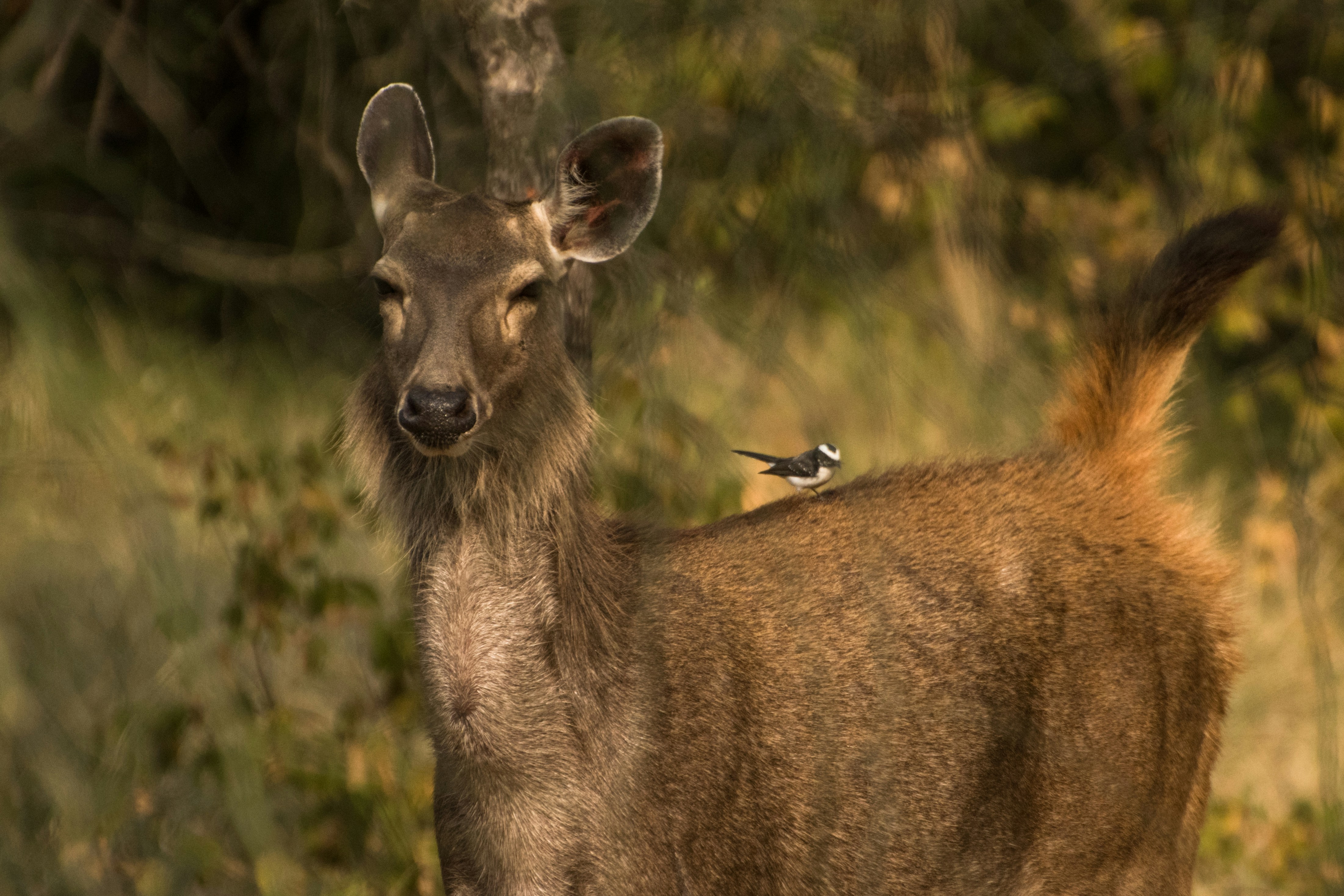Midday Stag in Hollow Light