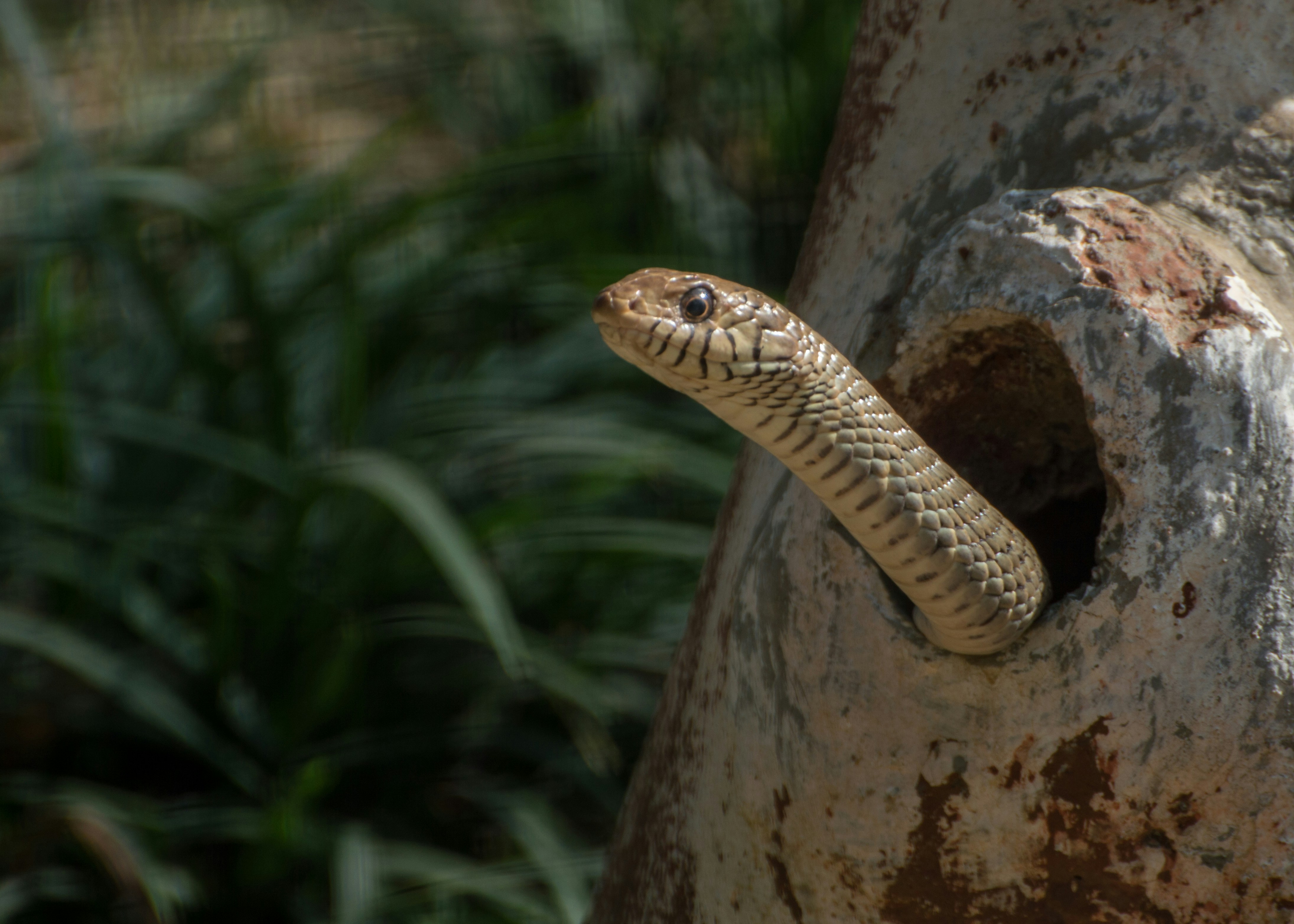 A snake peeks out from a hole.