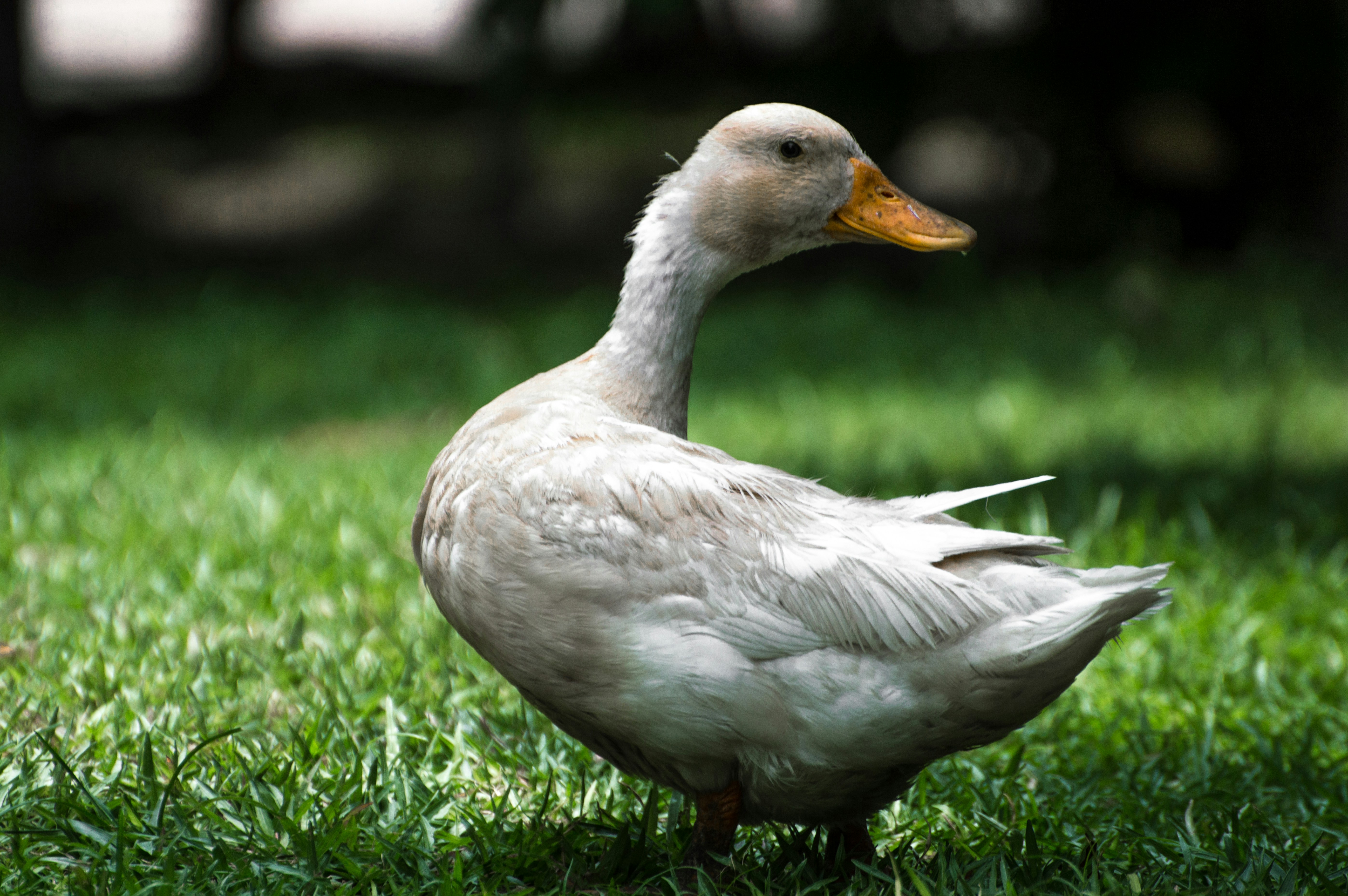 Photo by SOHAM BANERJEE with Nikon D3200