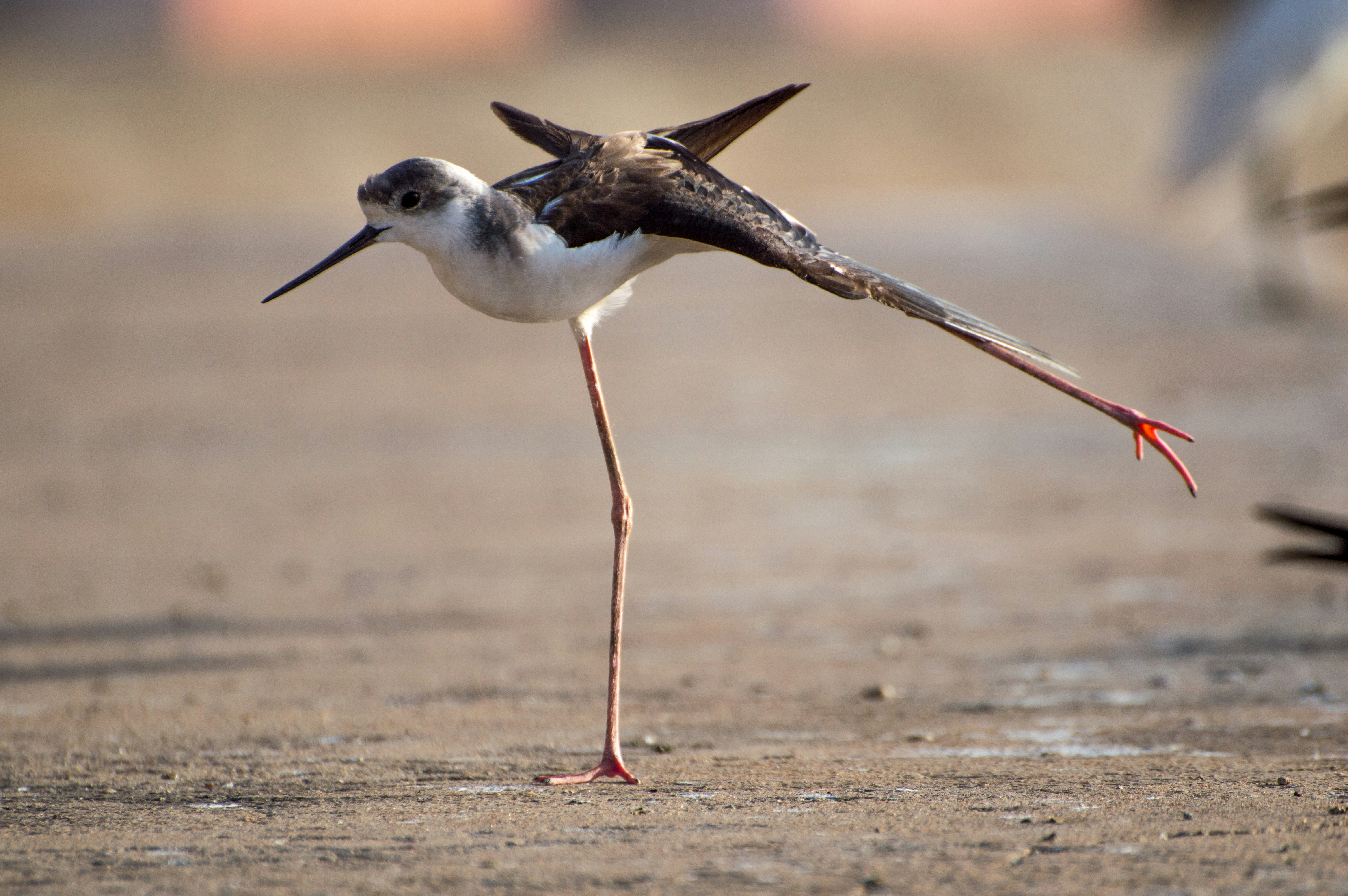 A bird balances on one leg with wings spread. photo – Free Animal Image ...