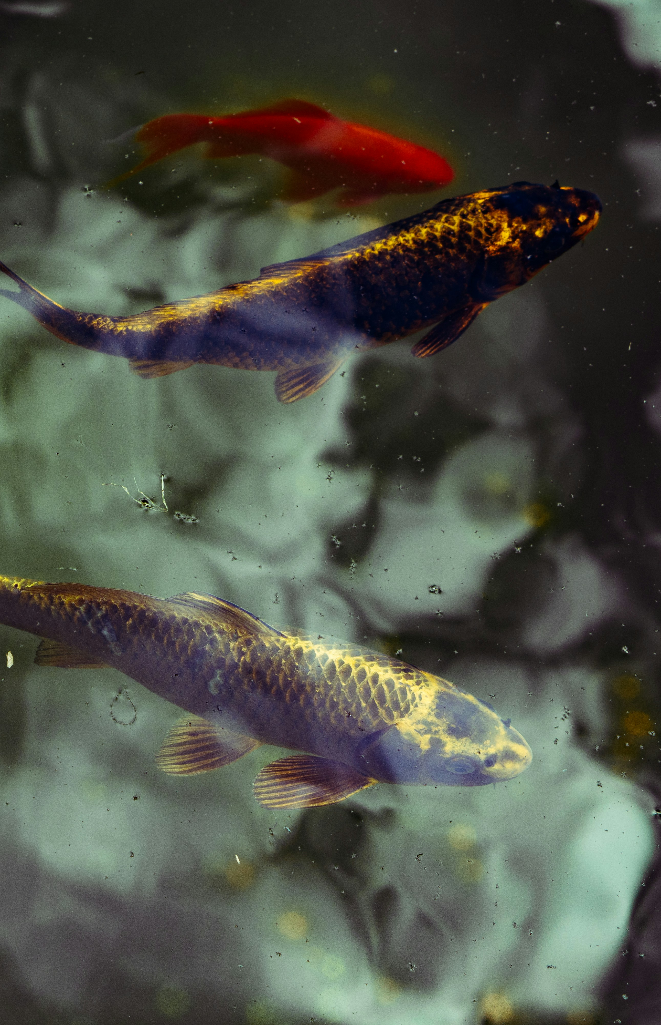 Ornamental koi drift through a dim, glassy pond