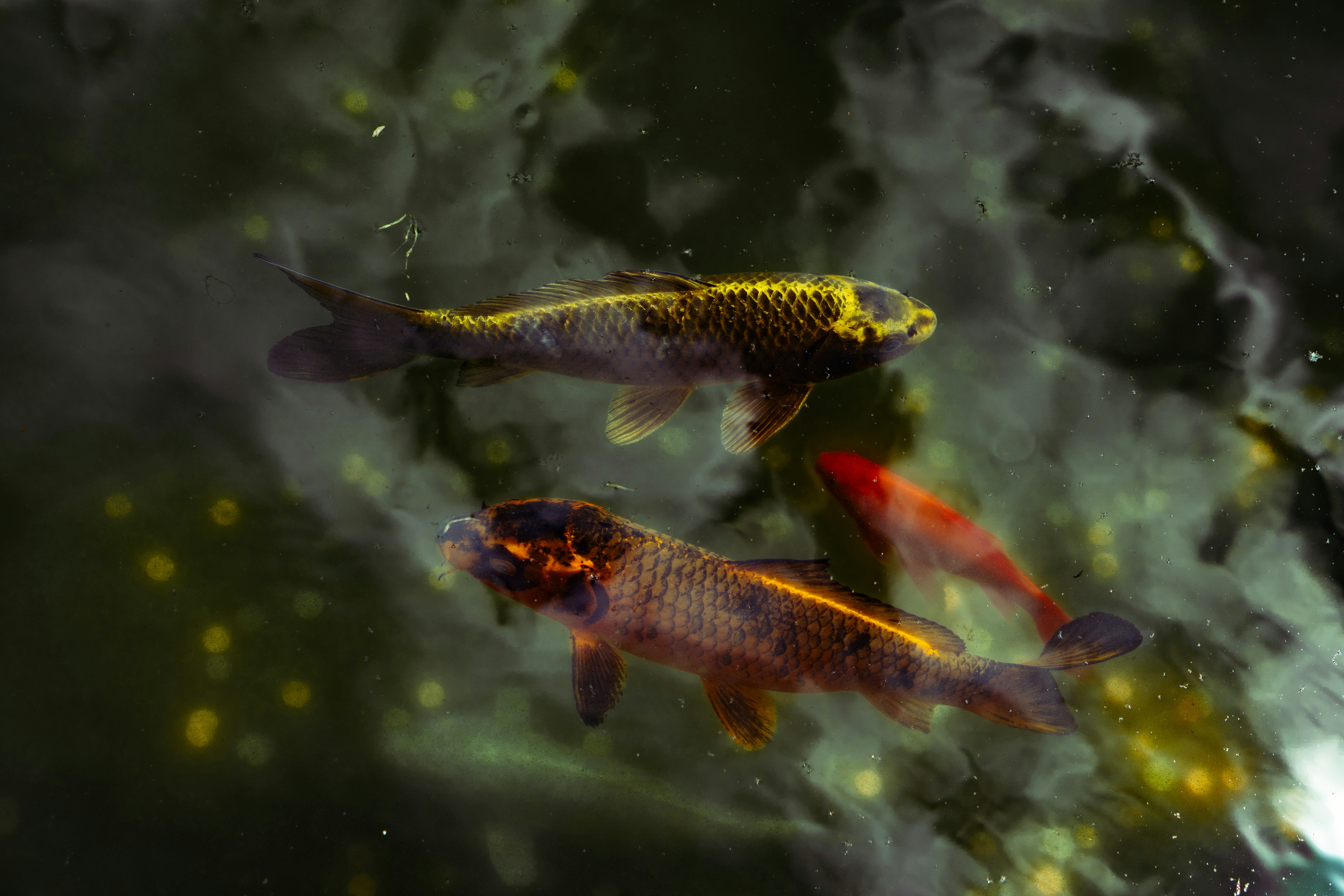 Moonlit koi: dual koi glide under murky water with a hint of green ripples