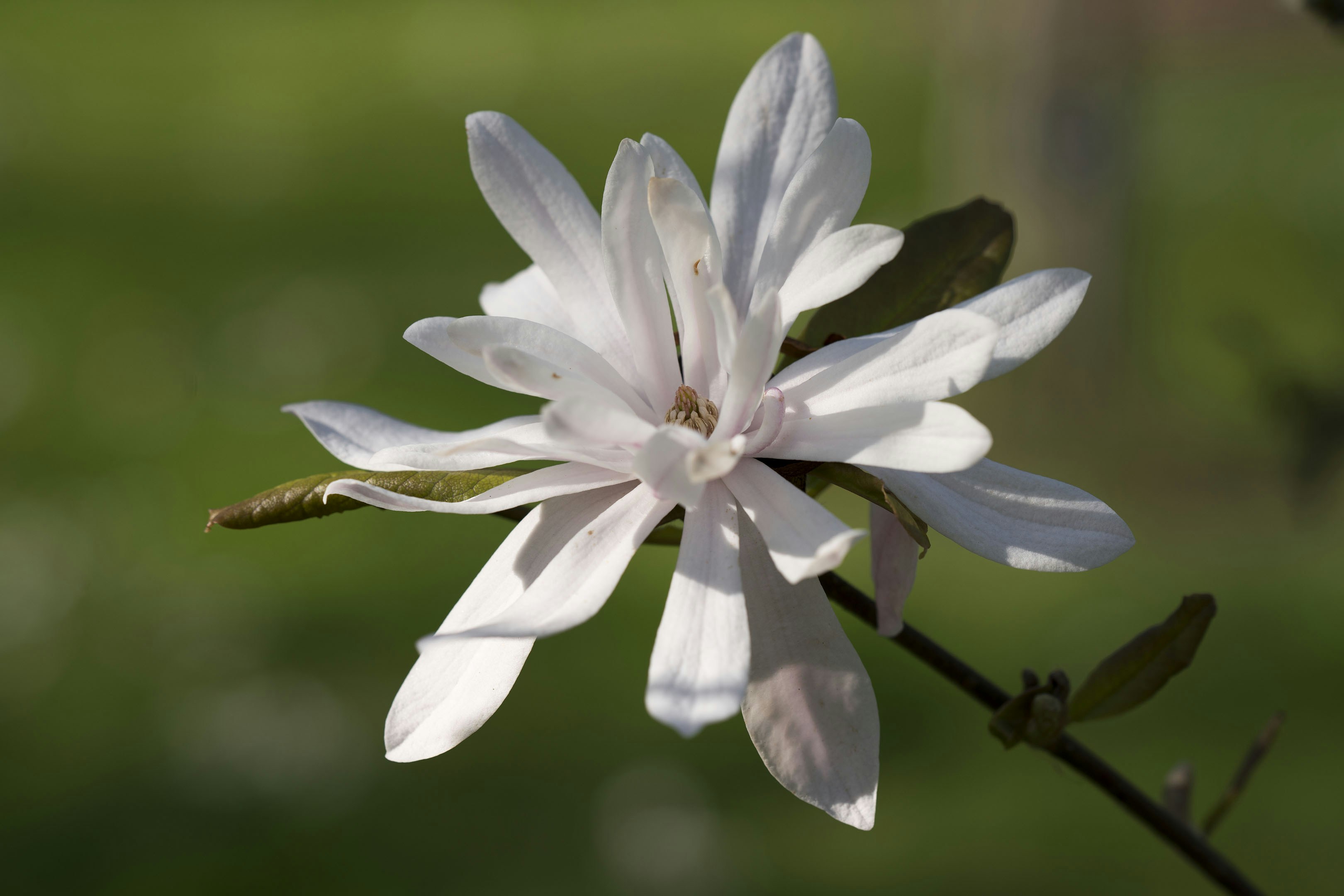 Center-Stage Magnolia: Petals Unfurling in Quiet Sun