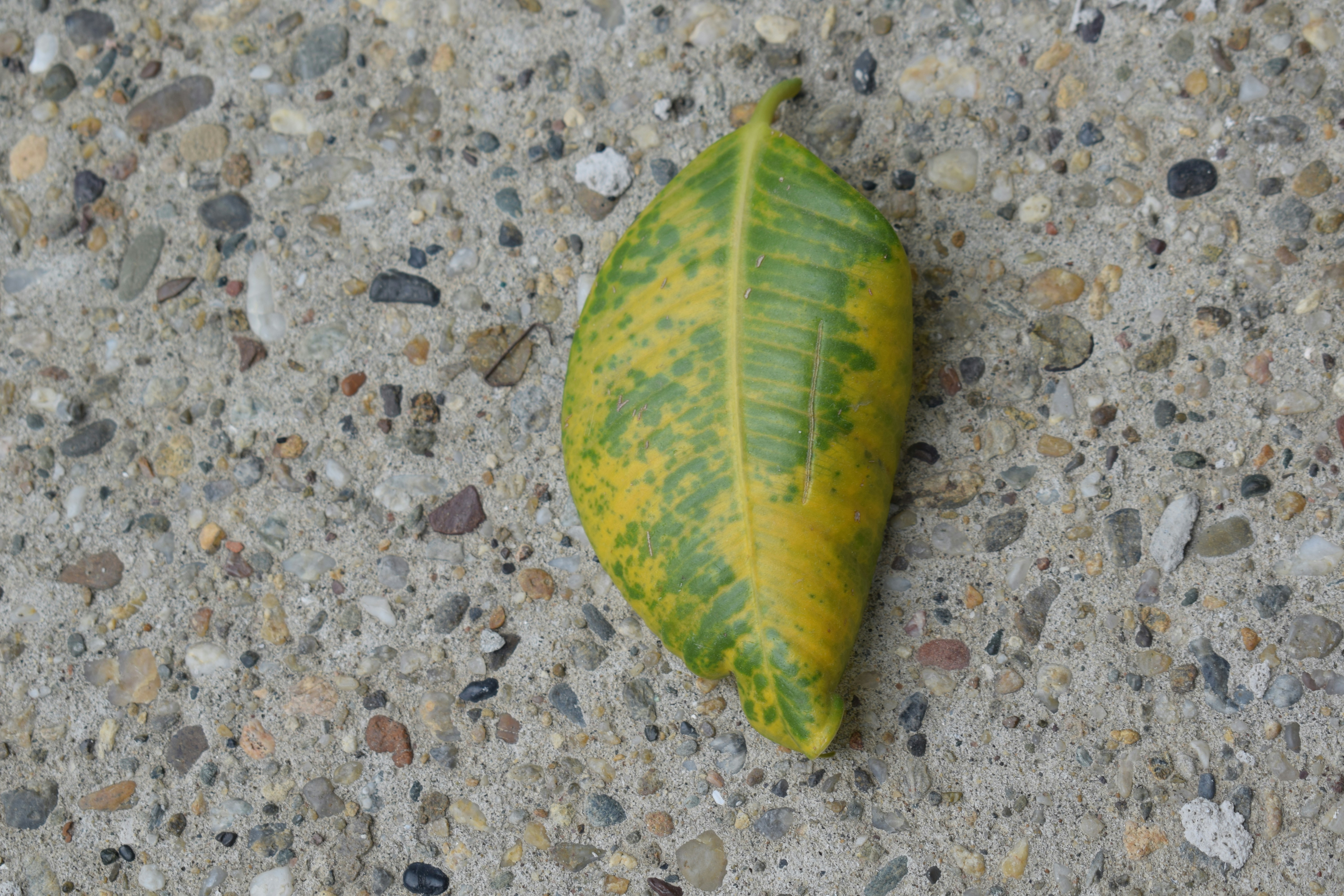 Photo by Marija Zaric with Nikon D5300