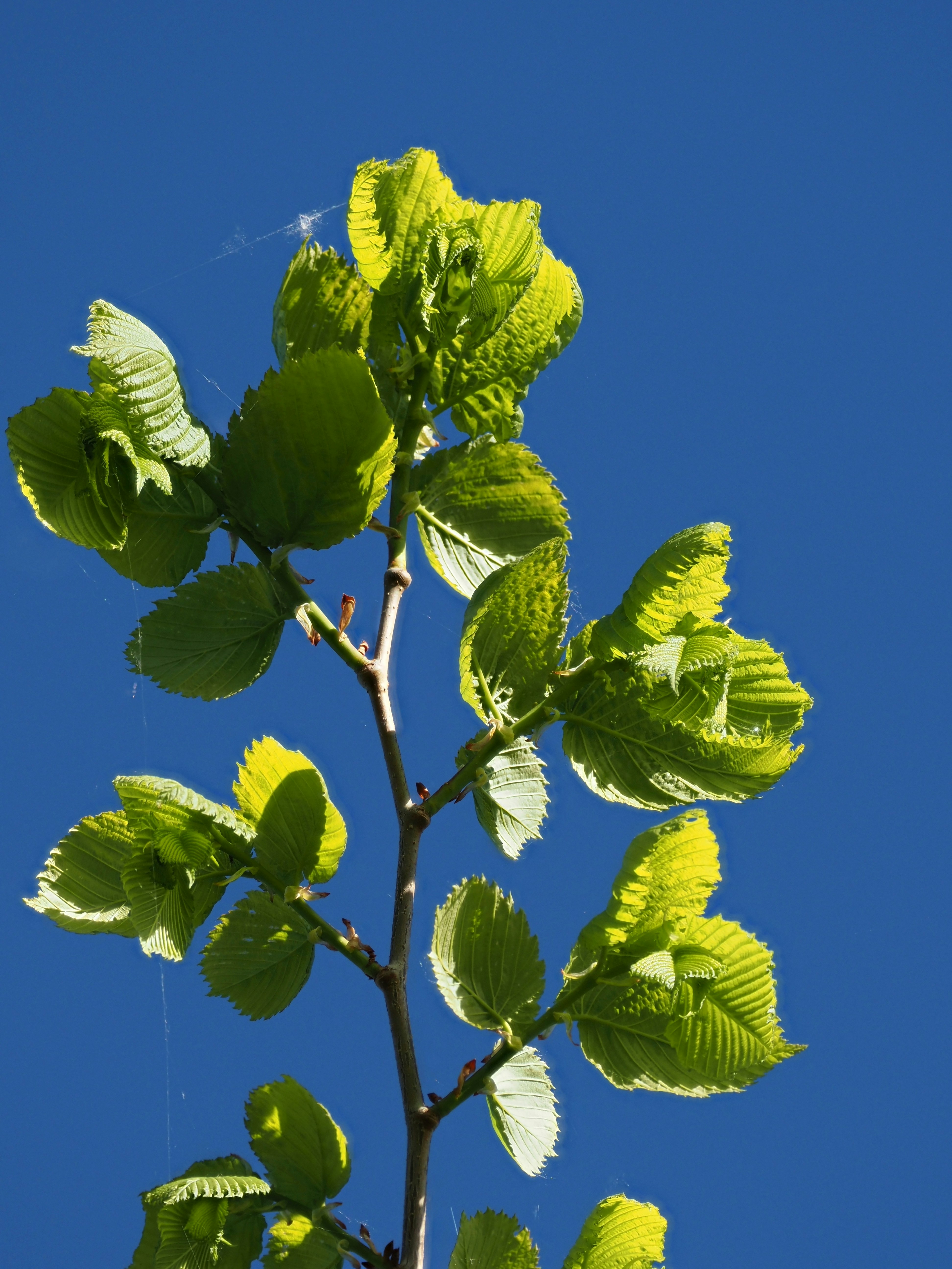 Emerald Canopy Against the Azure Sky