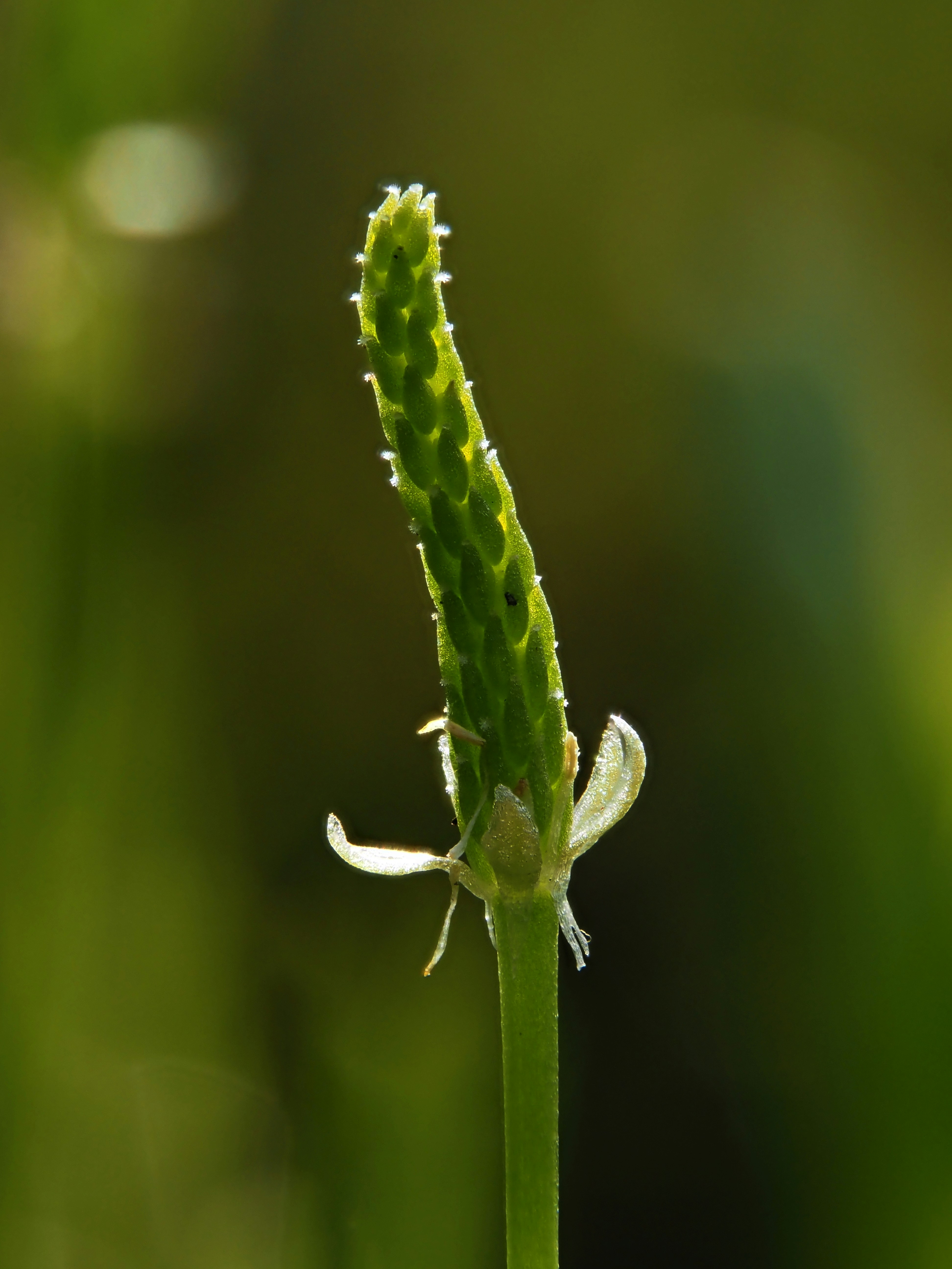 Close-up of a green plant shoot with delicate flowers emerging, set against a softly blurred background.