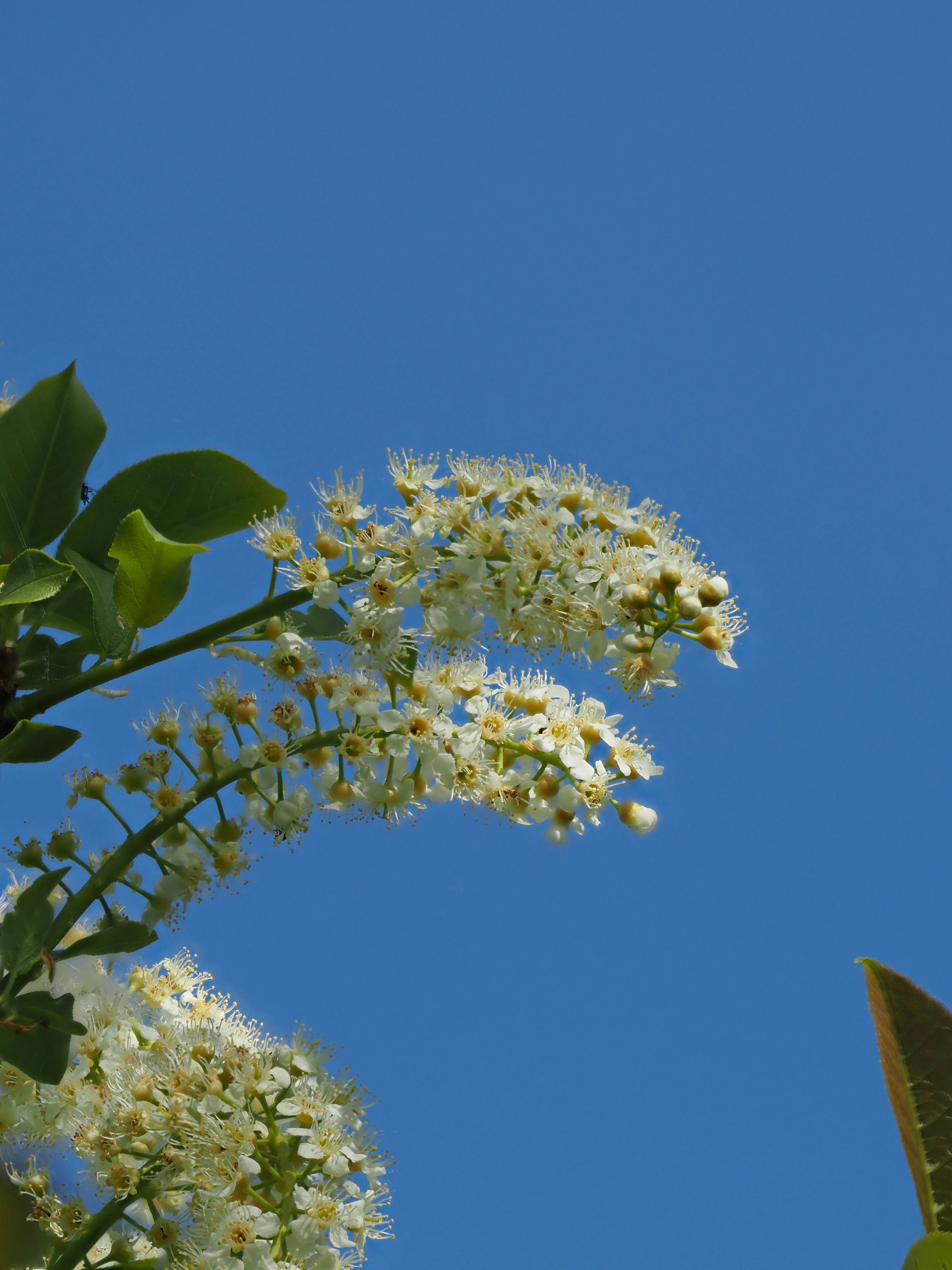 White Blossom Arc Against a Cobalt Sky