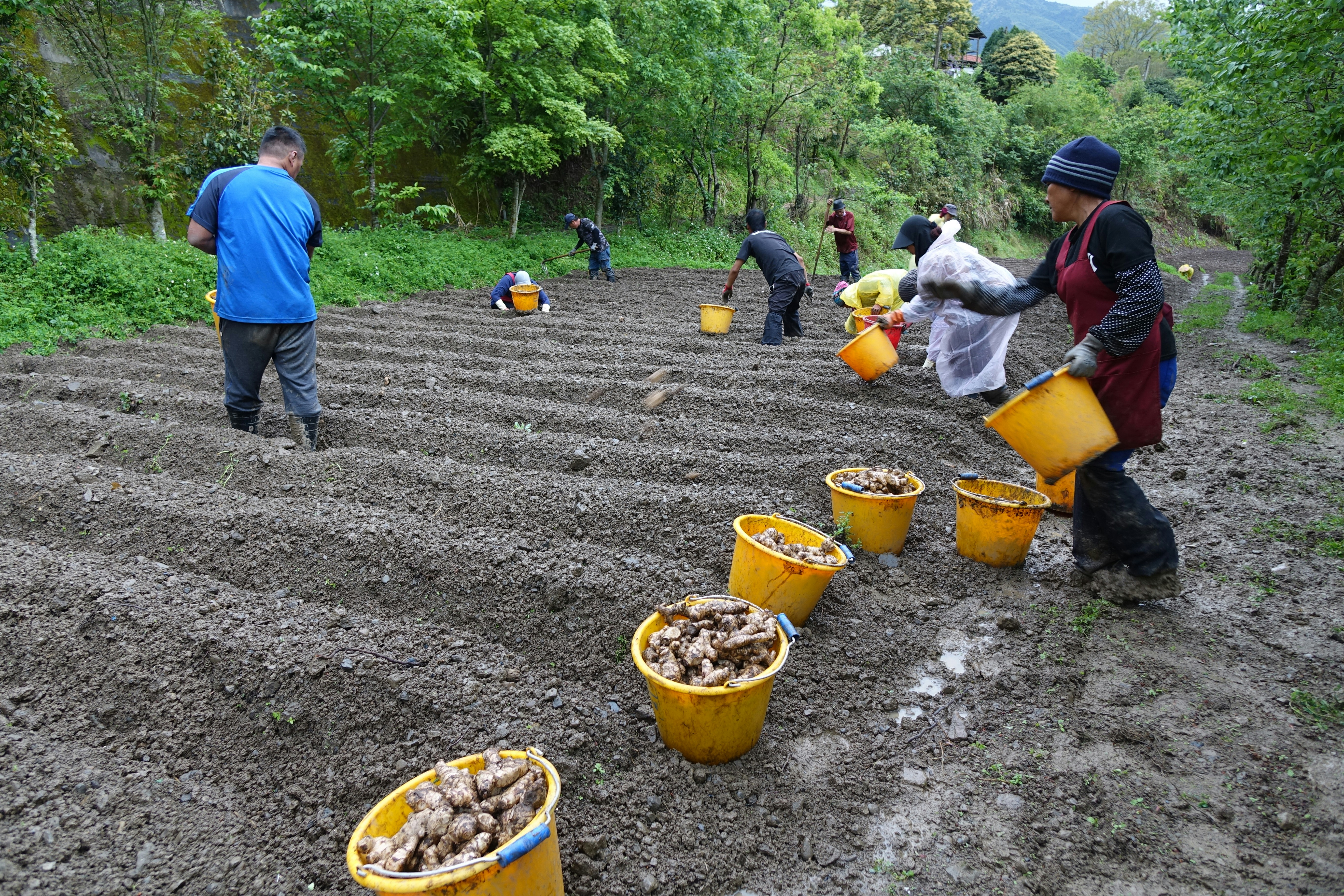 People are planting something in a rural field. photo – Free Woman ...