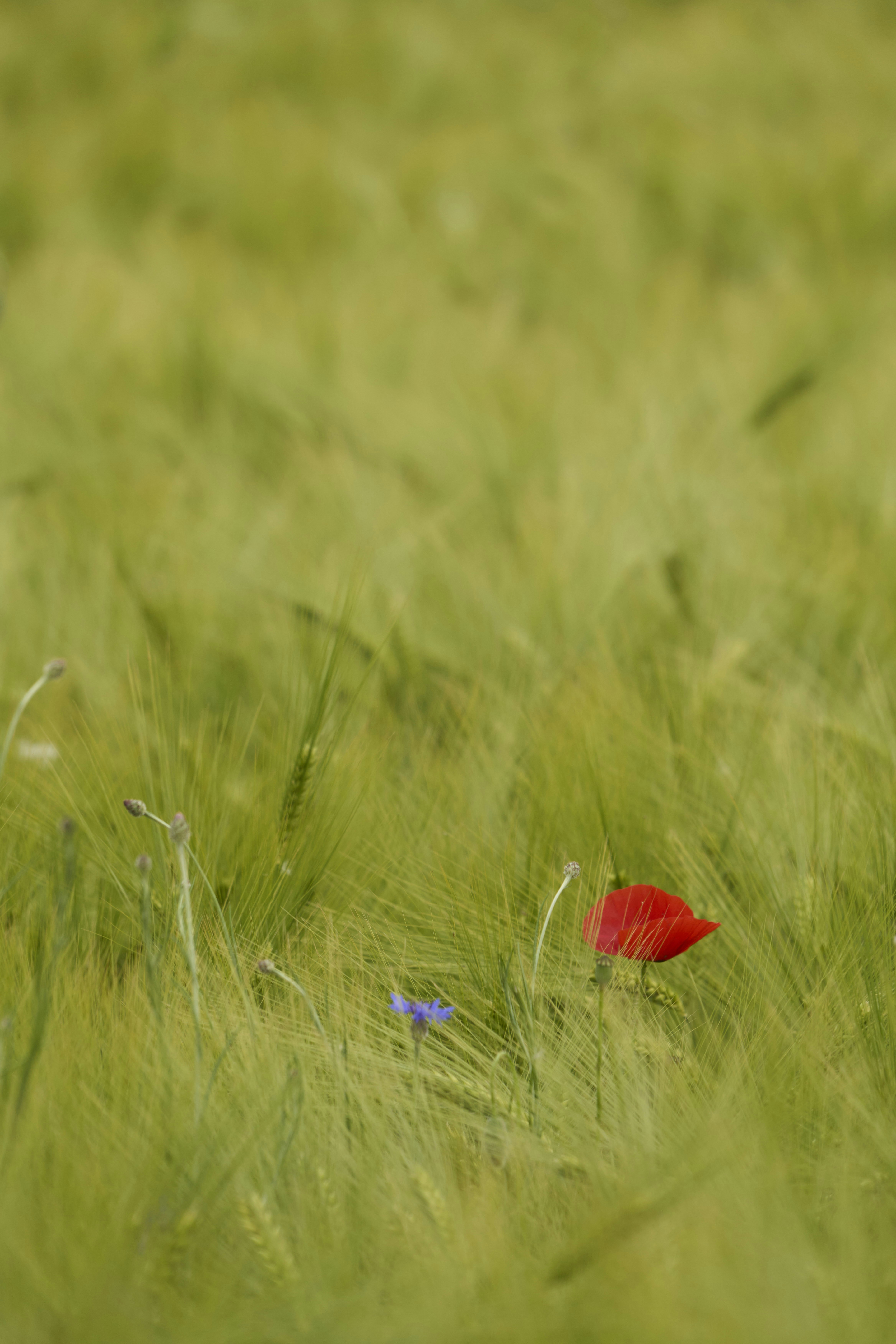 Crimson Poppy in a Sea of Morning Grass