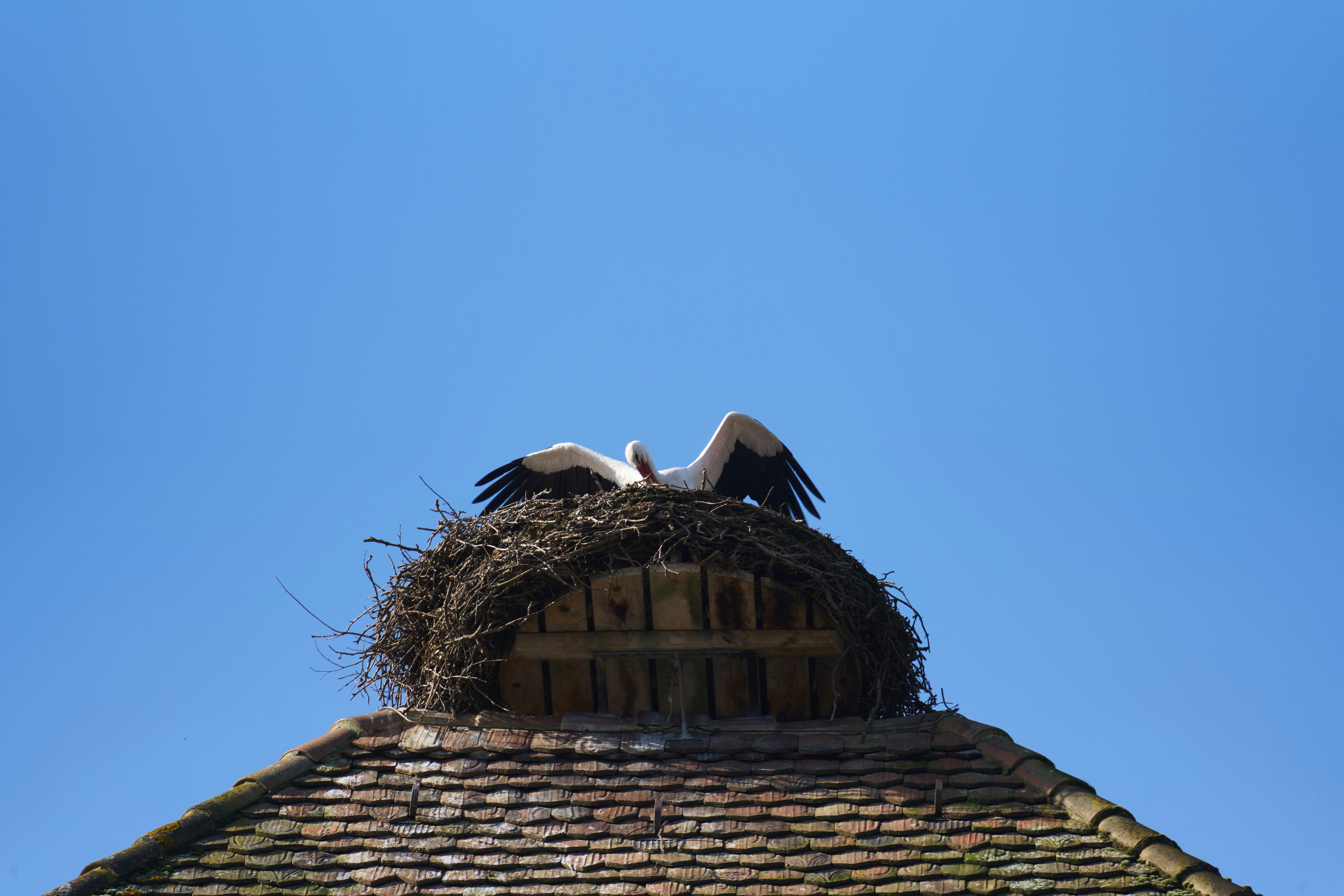 Winged Sentinel at the Peak: Stork Nest Crowned by a Sunlit Roof