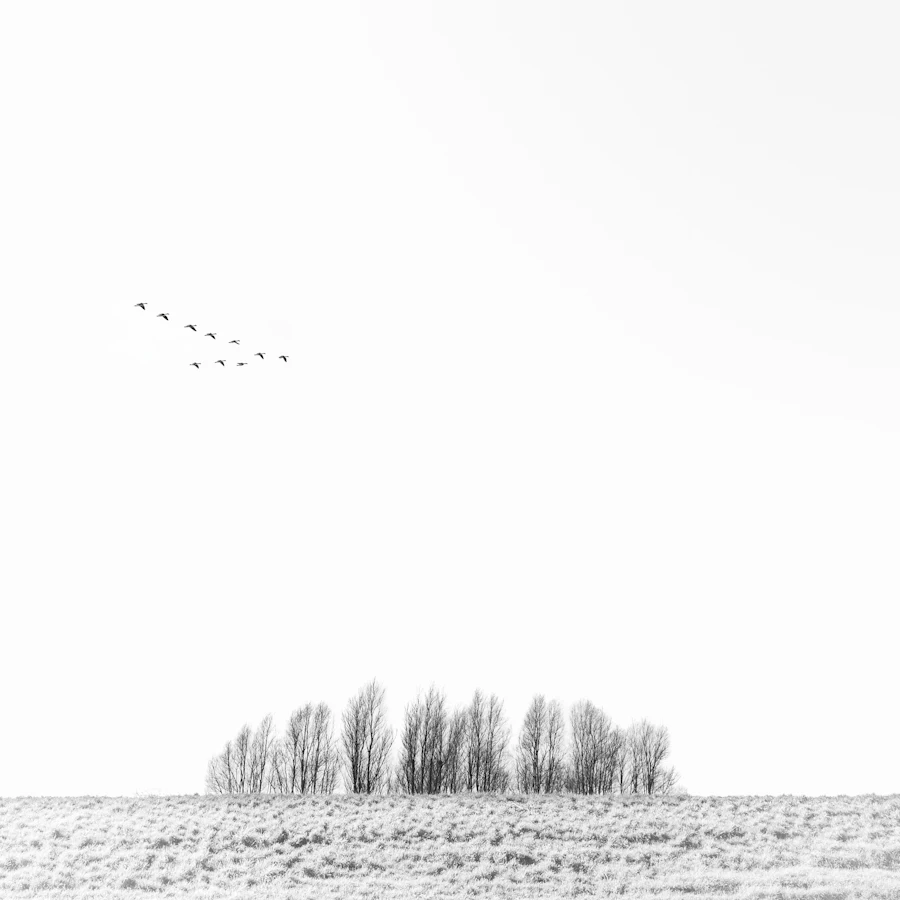 Small flock of birds flying across a blank white sky above a line of leafless trees and a snowy field.
