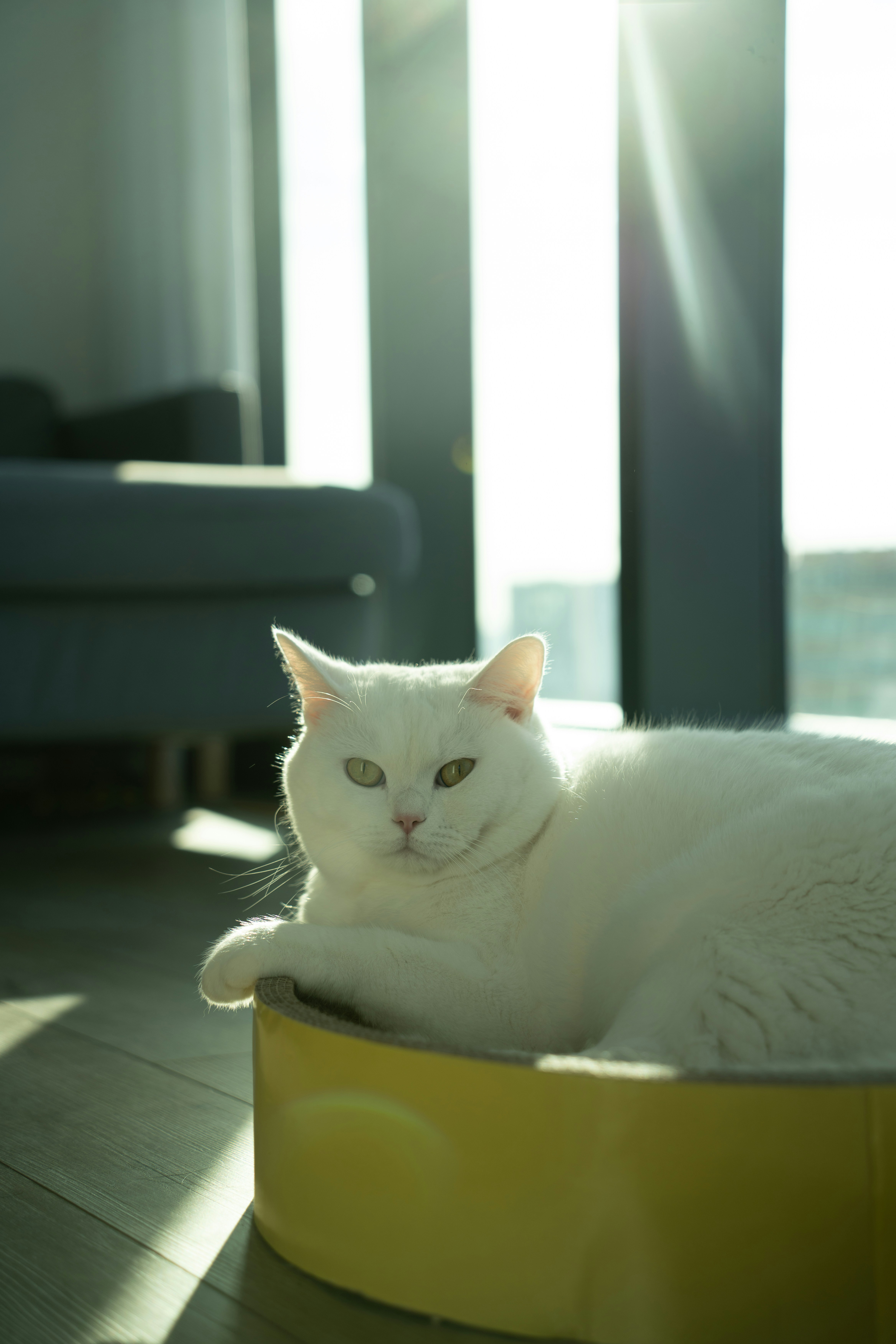 White Cat Reposing in a Sunlit Room with Modern Interiors