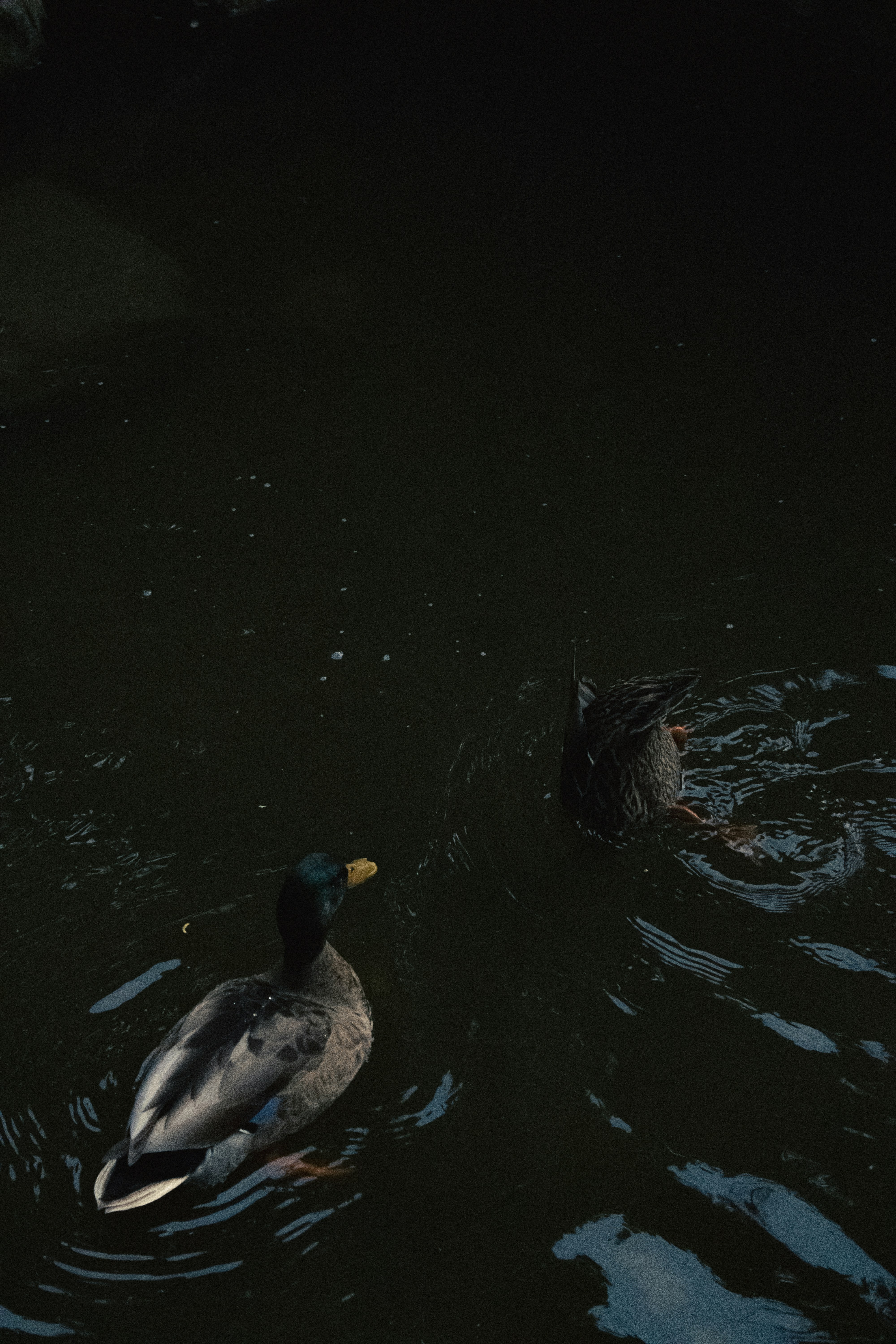 Nocturnal Mallards: Quiet Currents in a Moonlit Pond